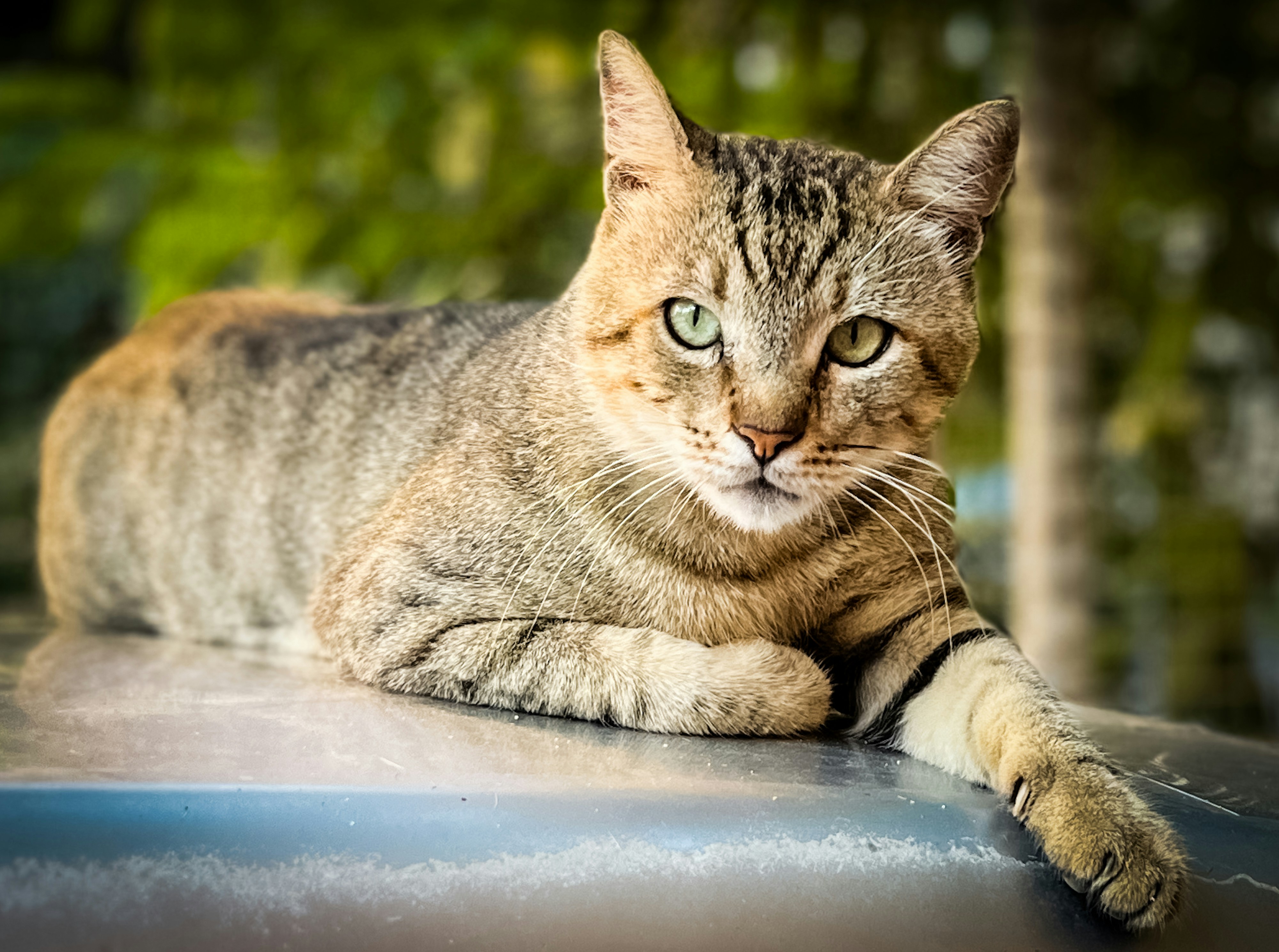 Cat at Rest: A sunlit tabby guardian on a reflective hood