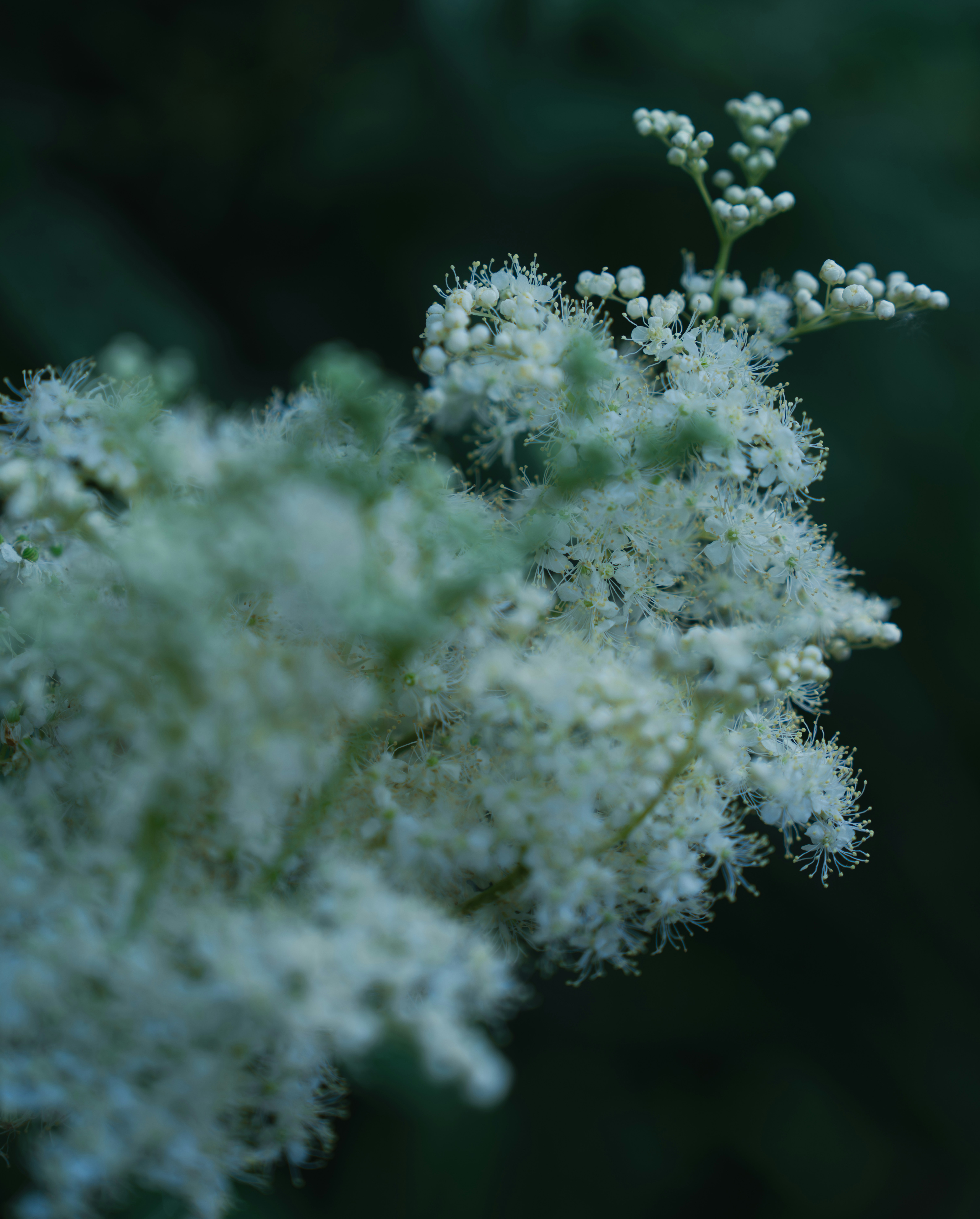 White lace blossoms in soft, shaded bloomscape