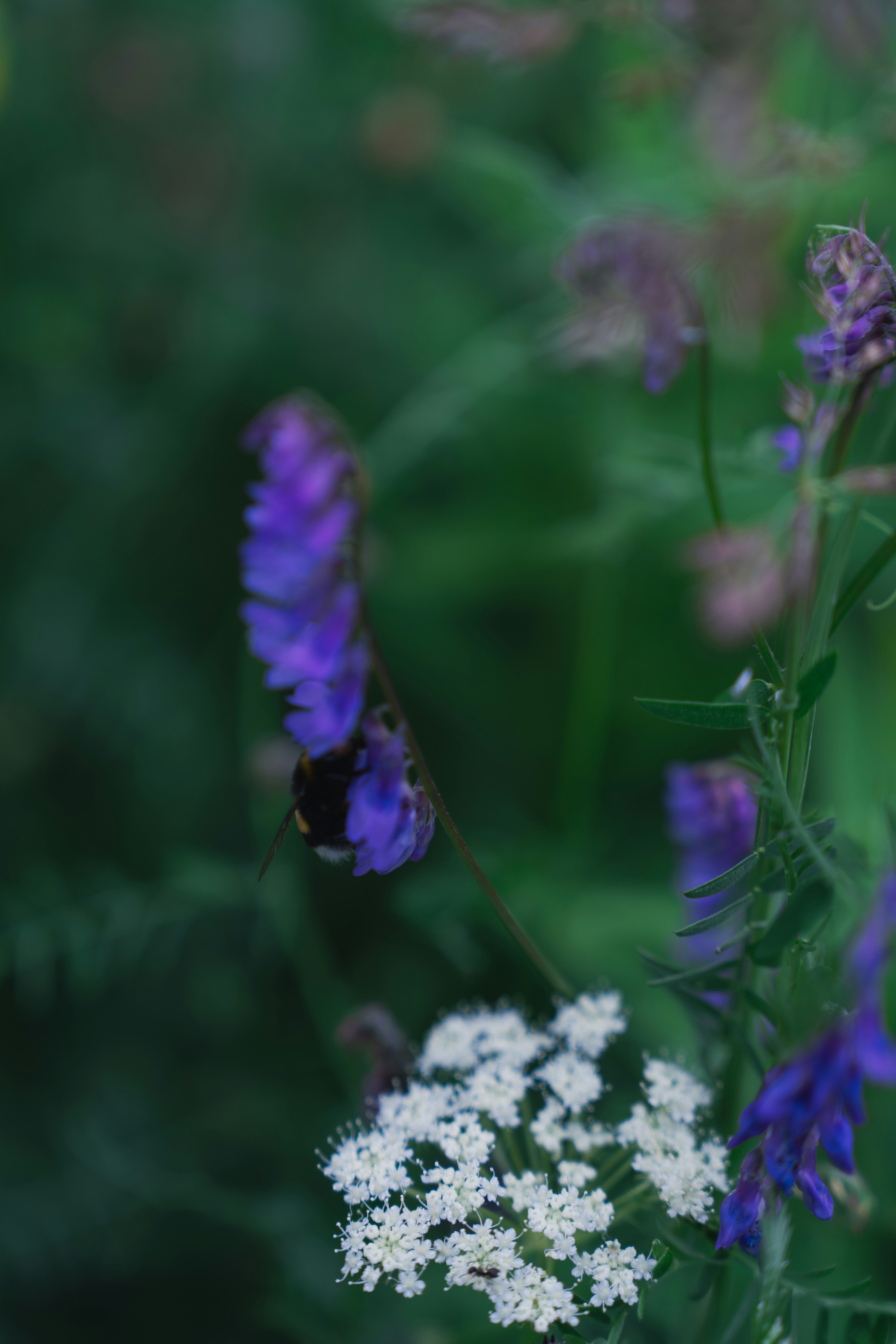 Purple Blooms and a Hovering Bee: a Quiet Garden Moment