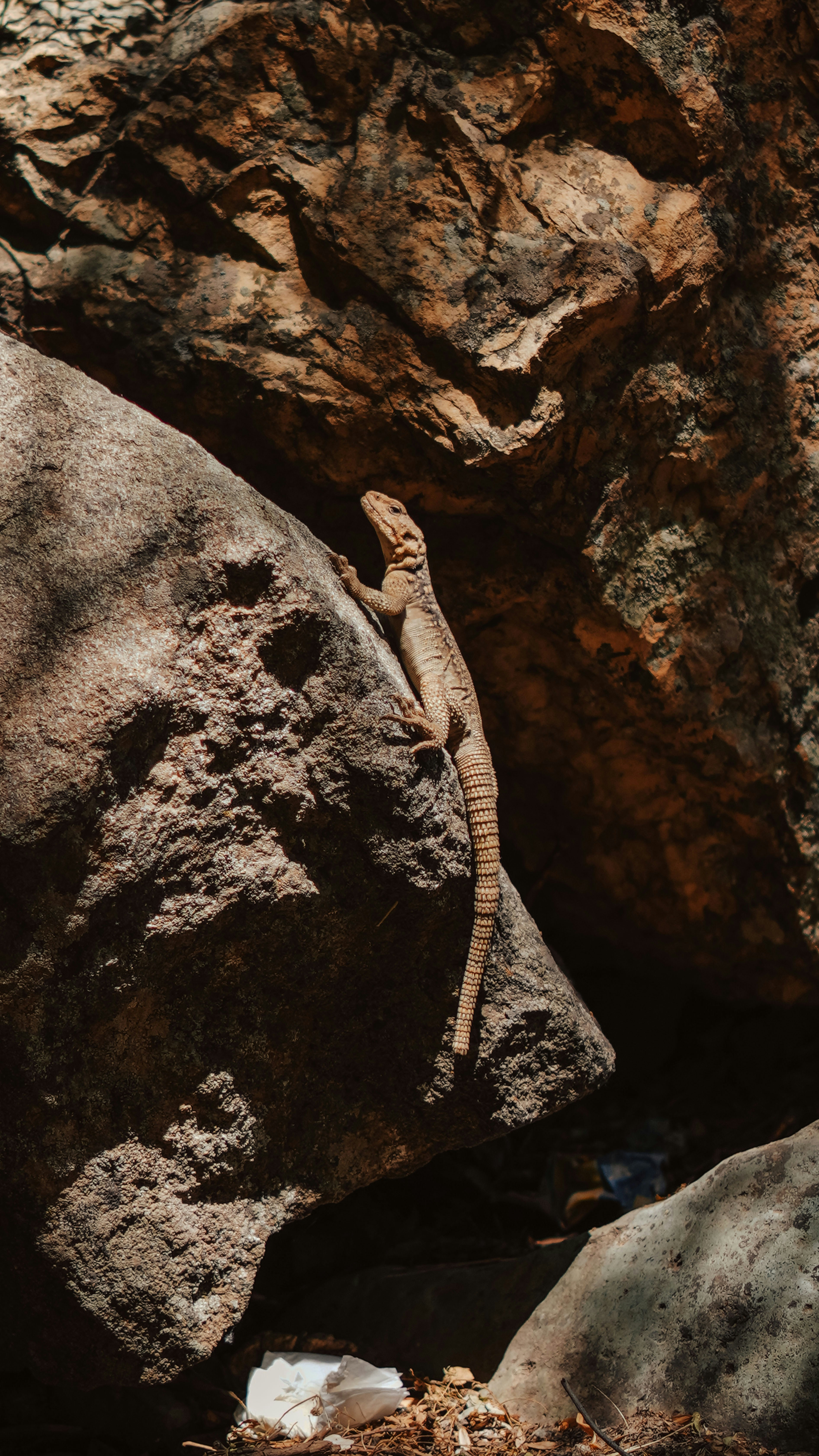 Sunlit Gecko on a Rough Boulder Path