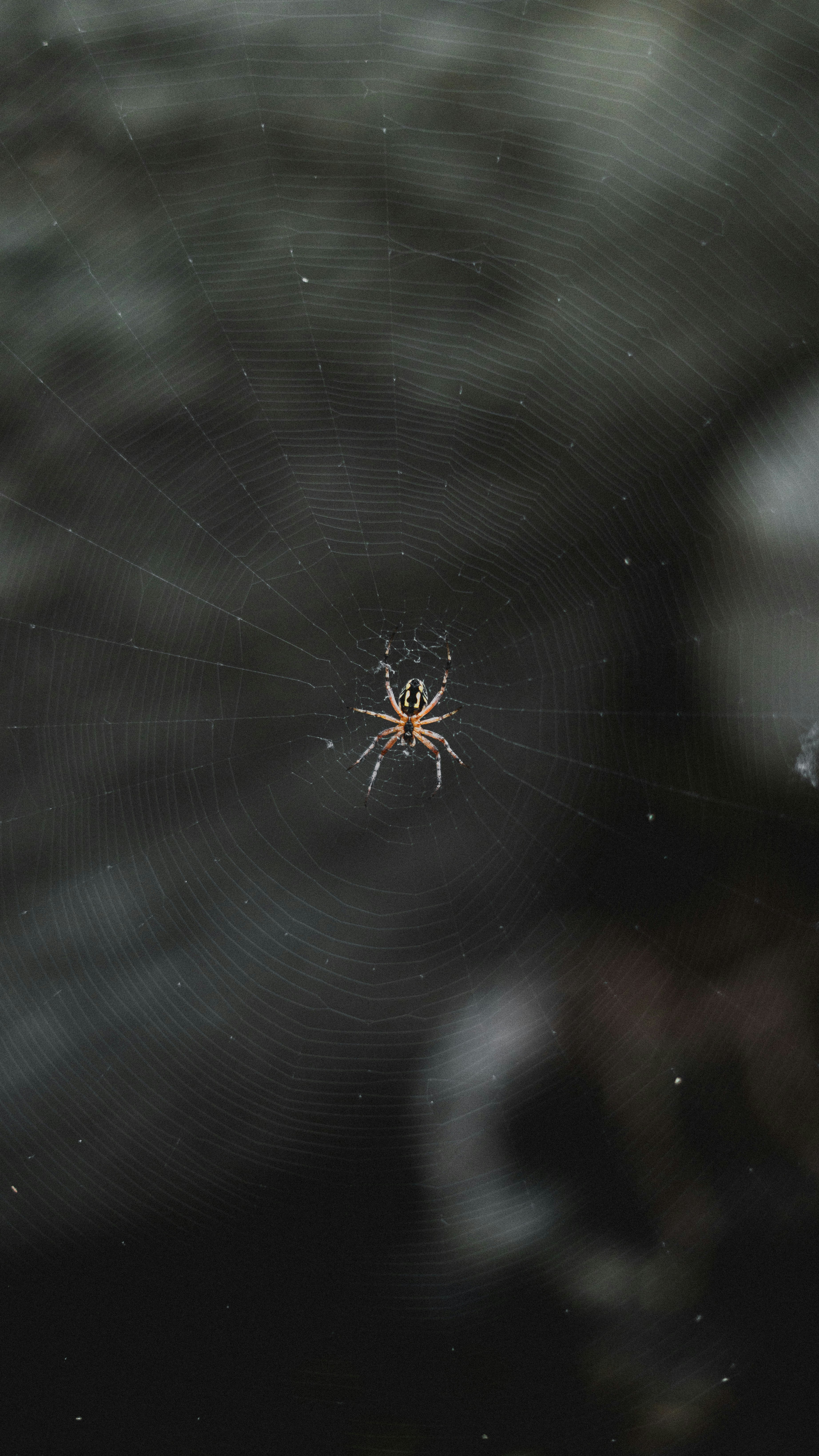 A delicate spider sits at the center of a concentric, silk web, blurred dark background highlighting radial lines and web structure.