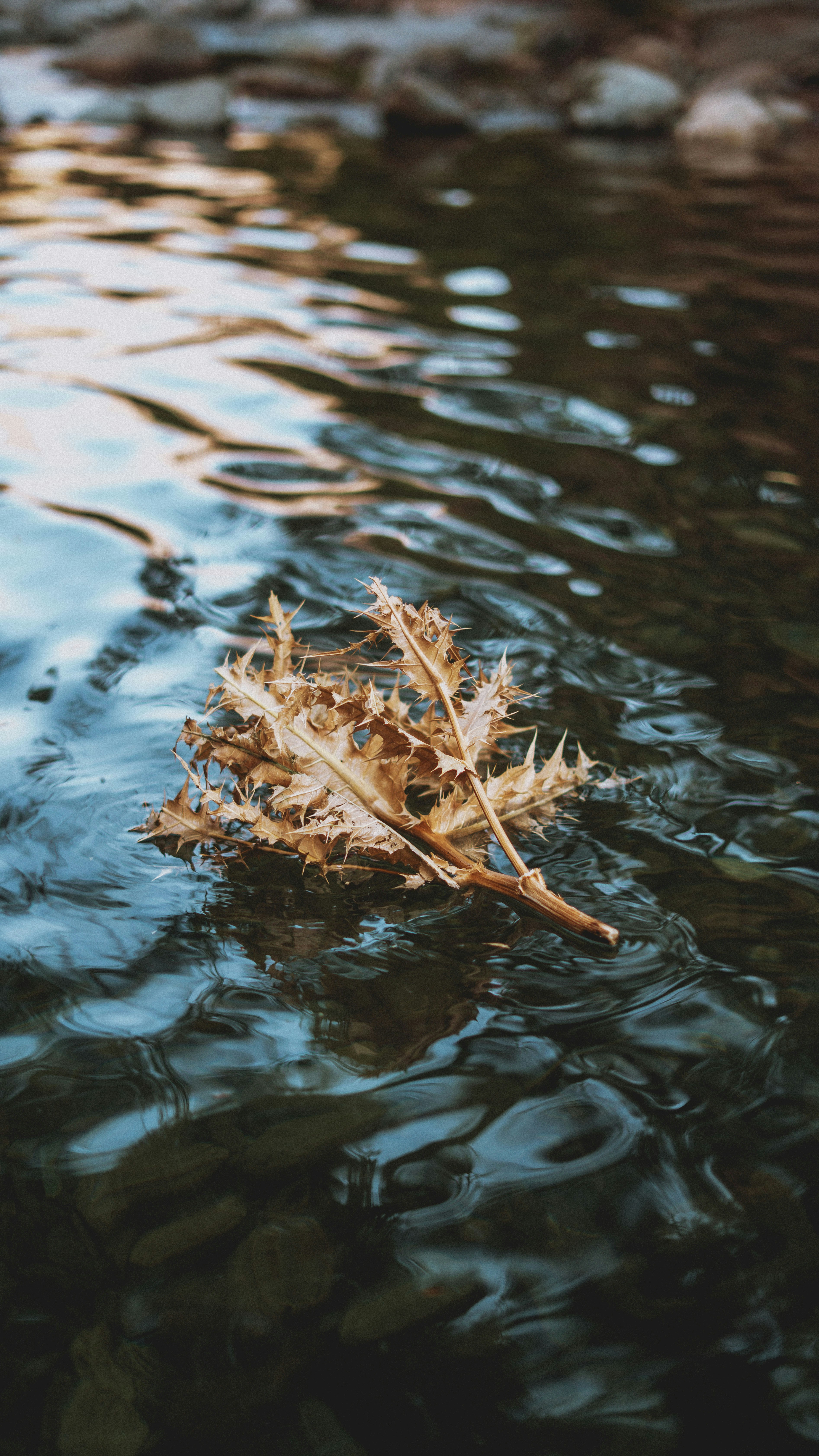 Leaf Adrift: A Moment of Autumn Quiet on the Water