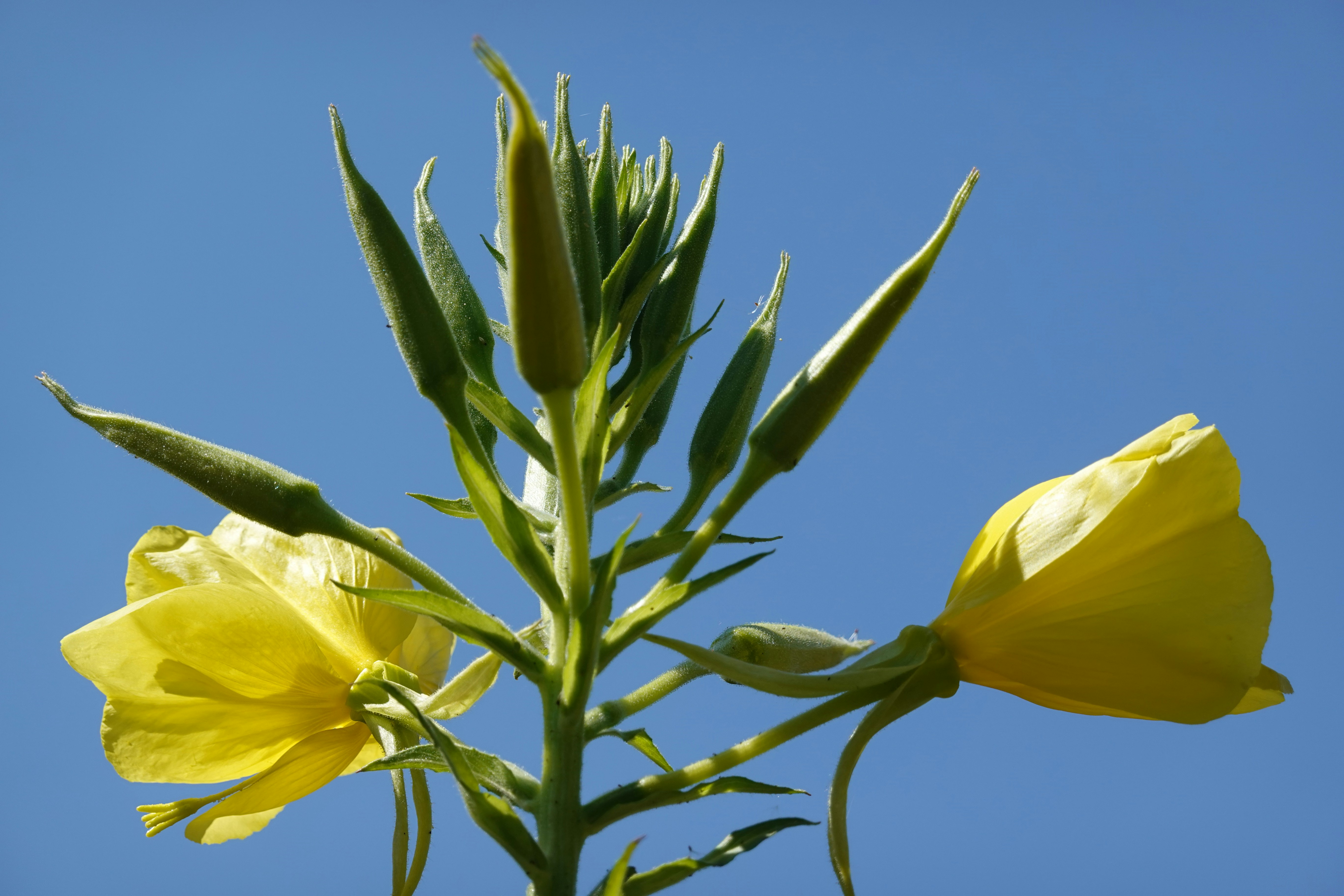 Yellow blossoms reach toward a bright blue sky above a slender green stem