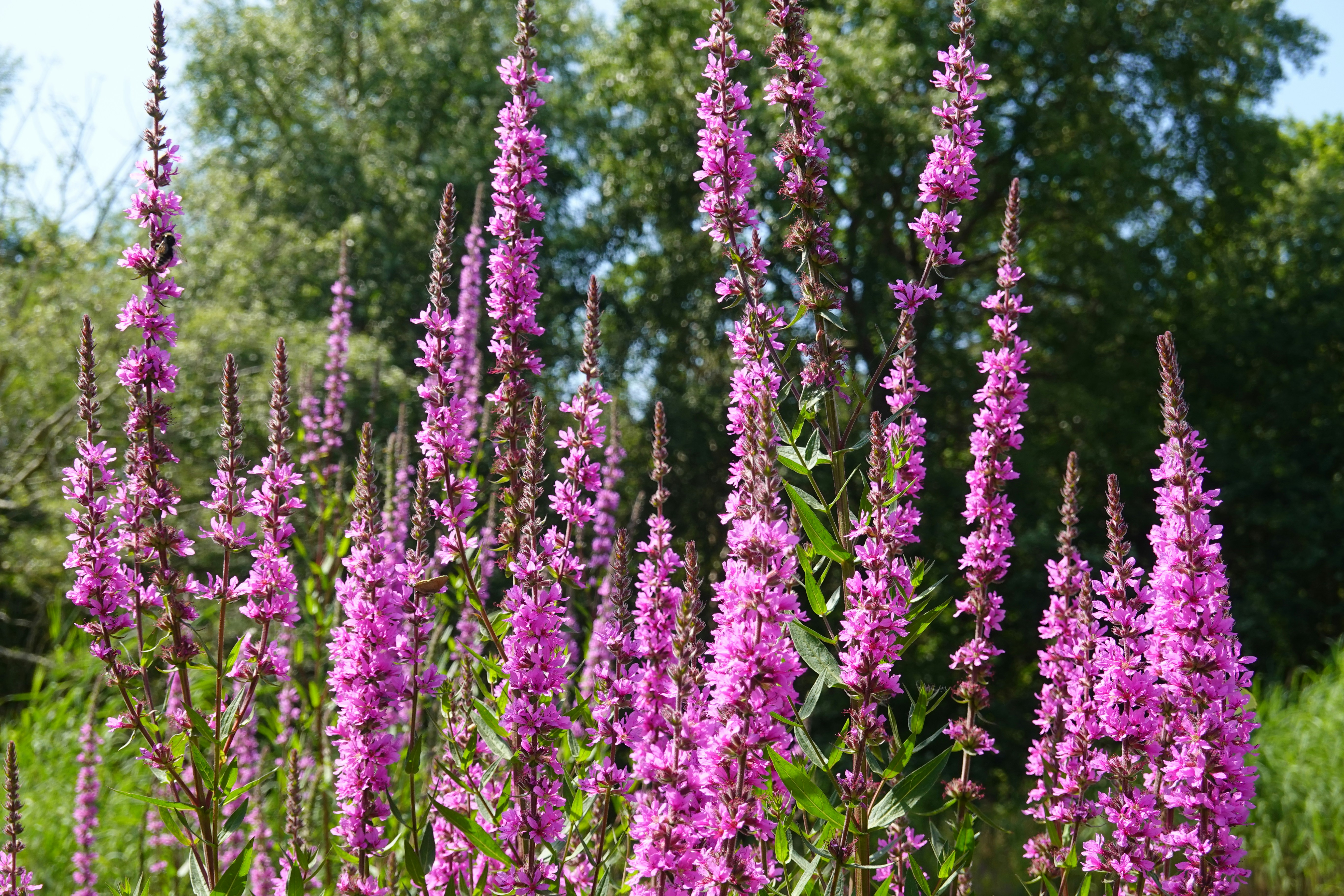 Lavender Spires Framing a Sunlit Meadow