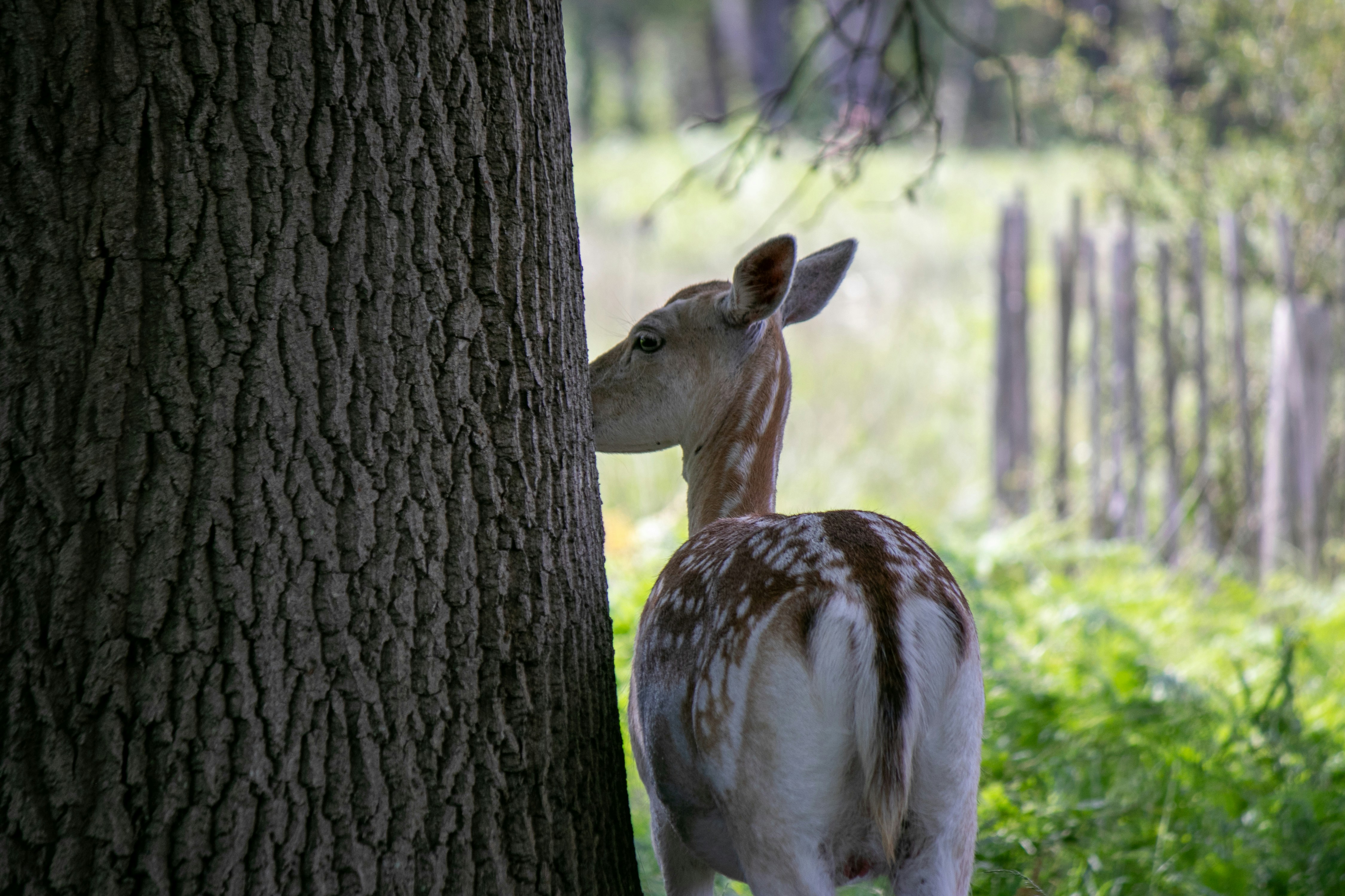 Veiled Grazing: A Red Deer Through the Tree Trunk