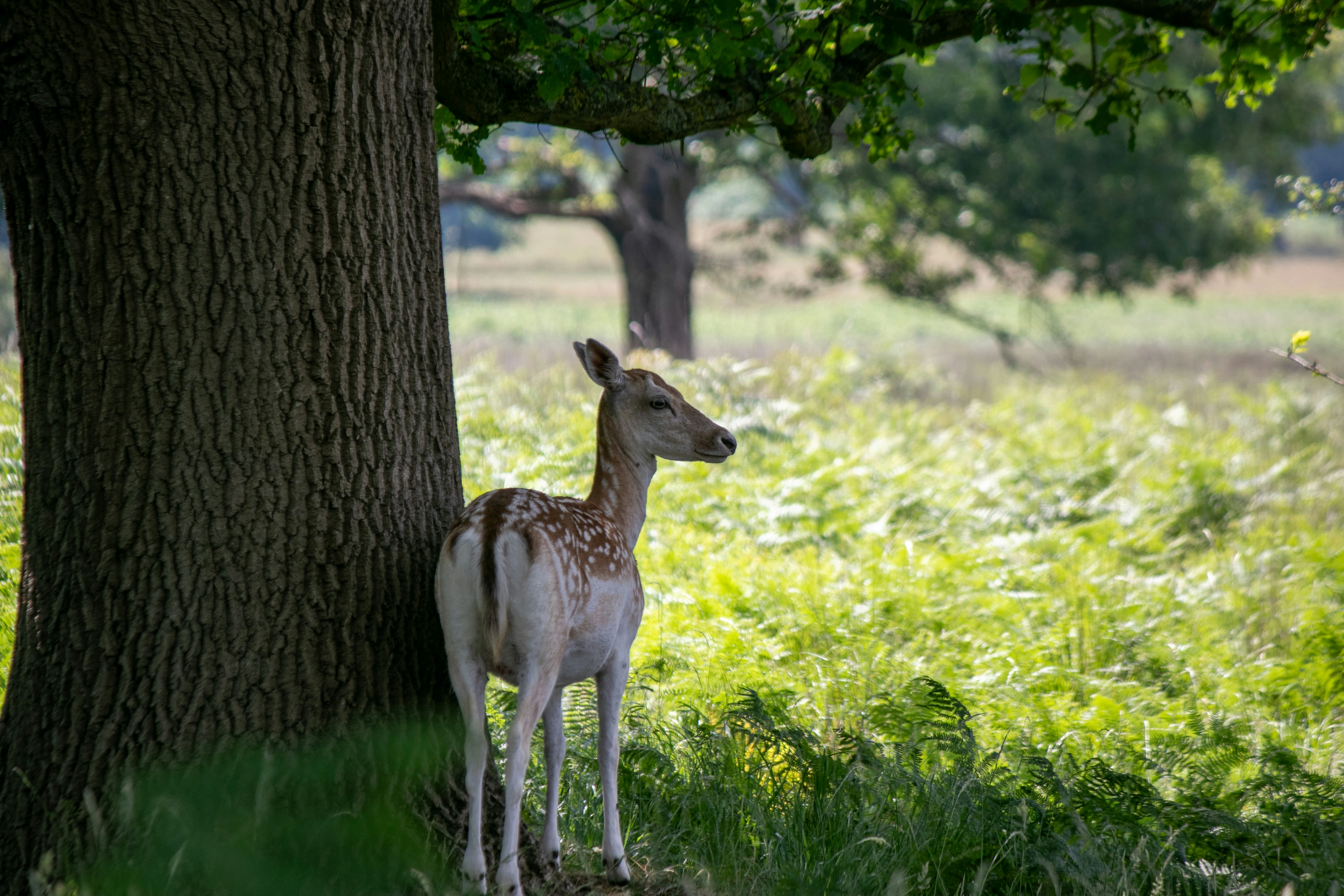 Young deer in the shade of a sturdy oak on sunlit meadow