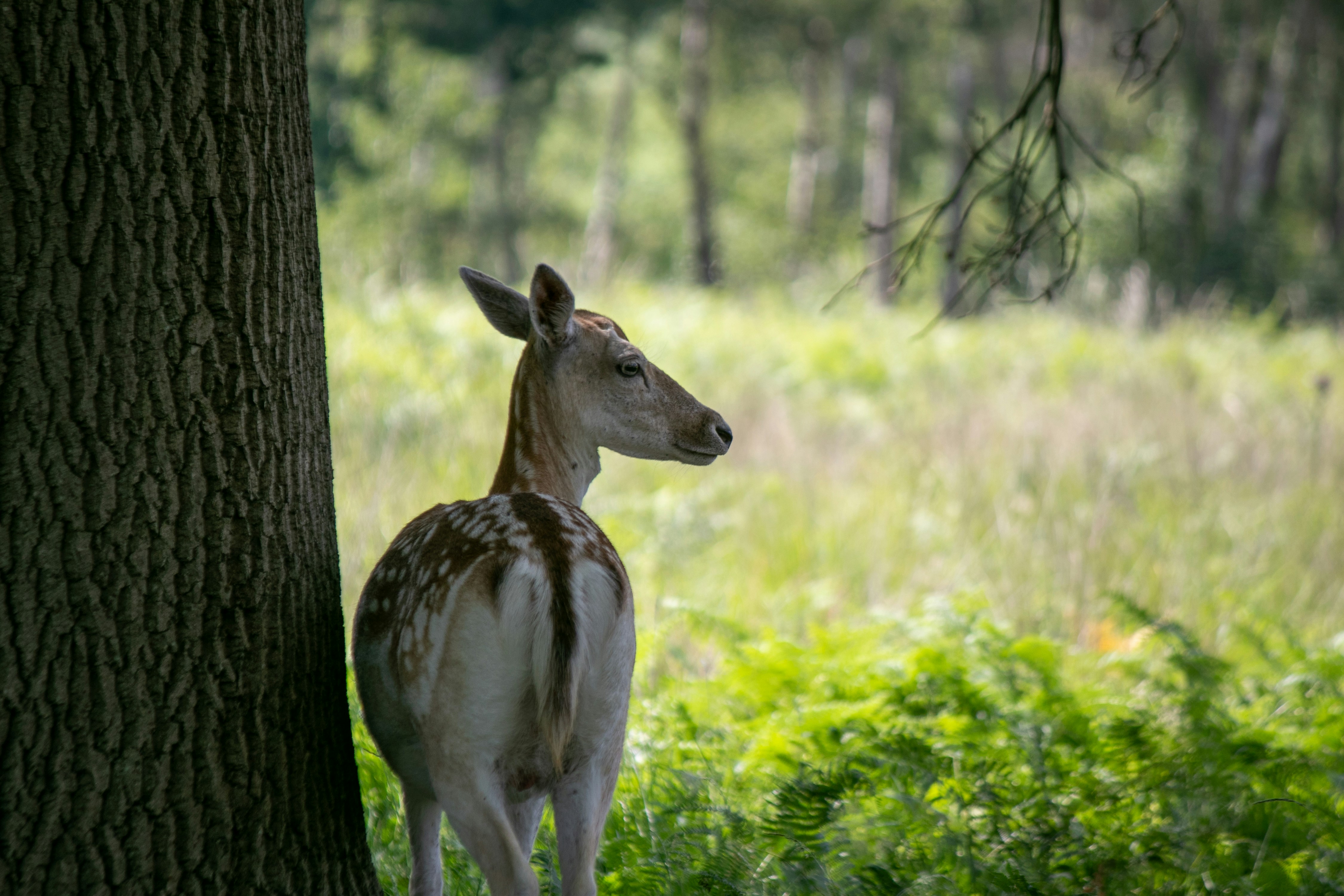 Deer Framed by the Quiet of the Pines