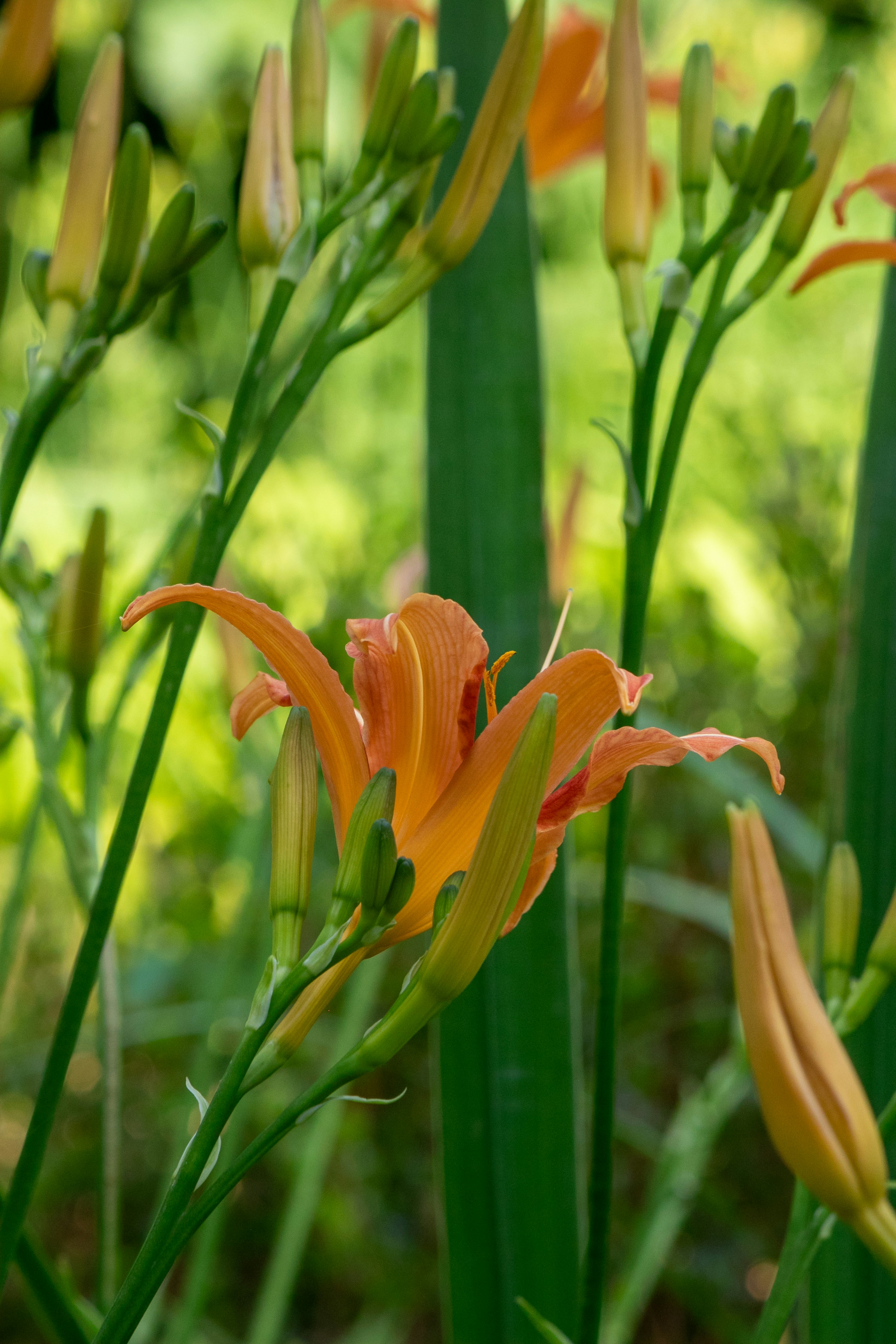 Orange Daylily Among Buds: Quiet Garden Burst