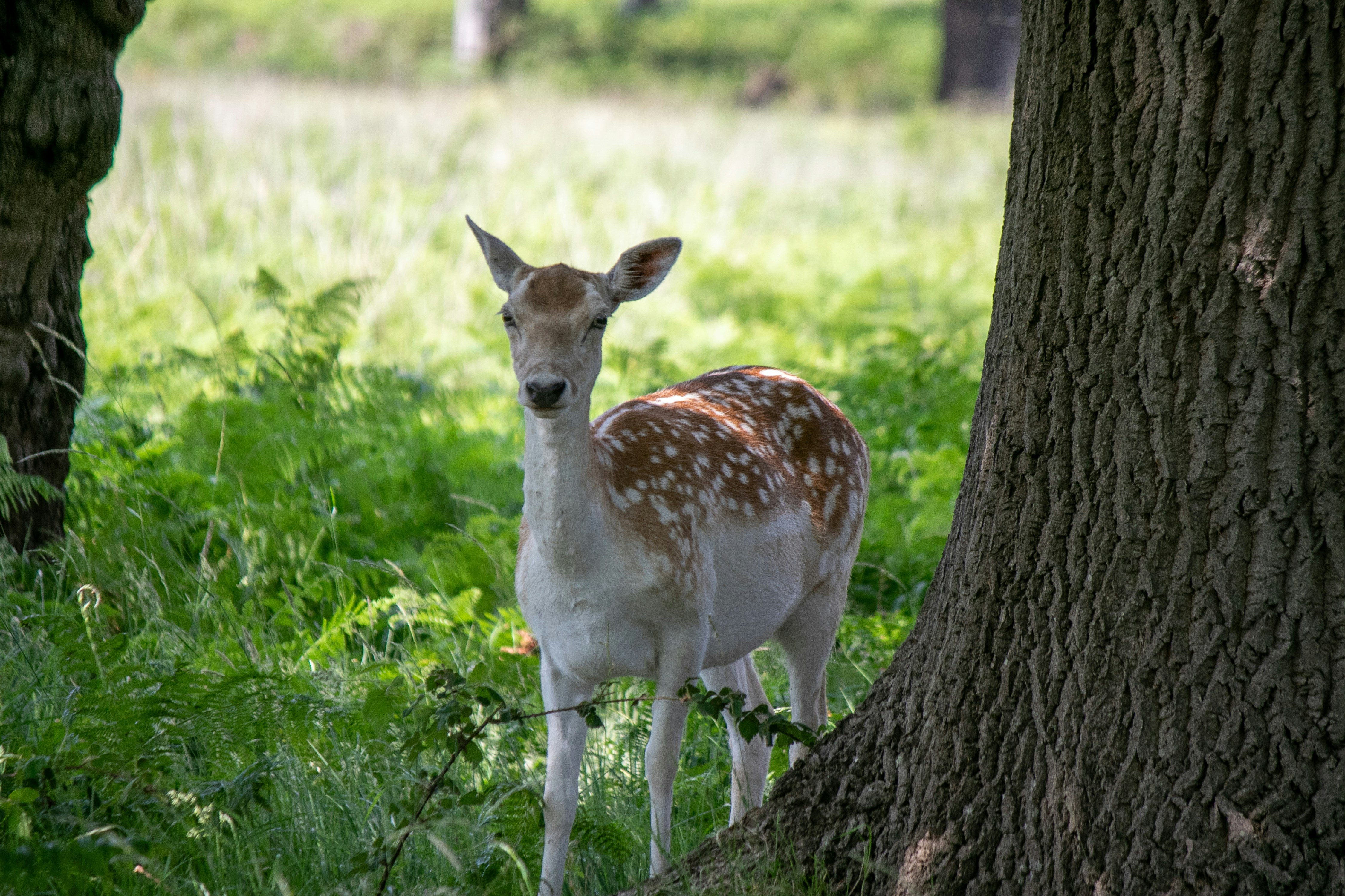 Deer Beneath the Lichen-Cast Forest Light