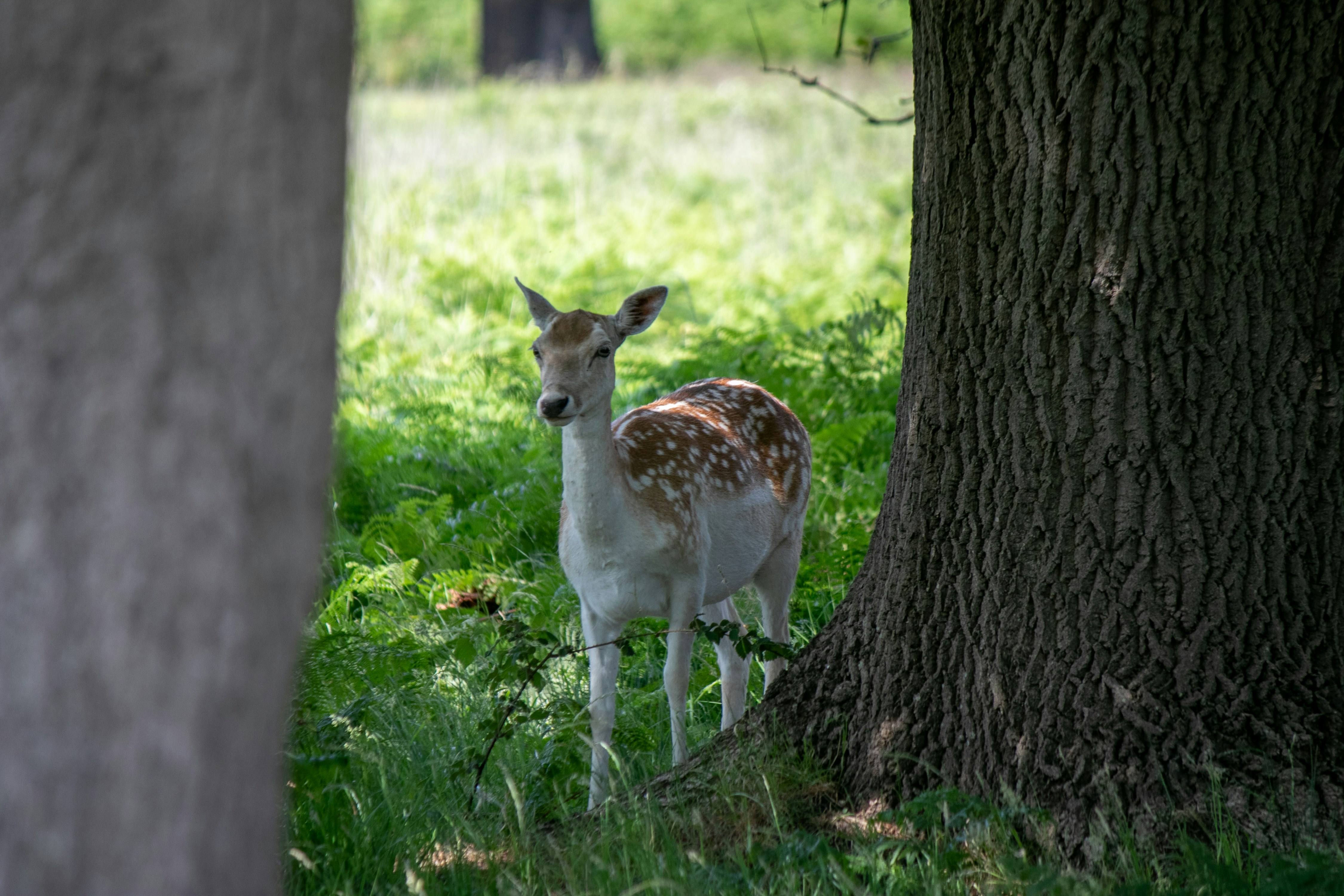 A Quiet Fawn Safely Hidden Between Trunks