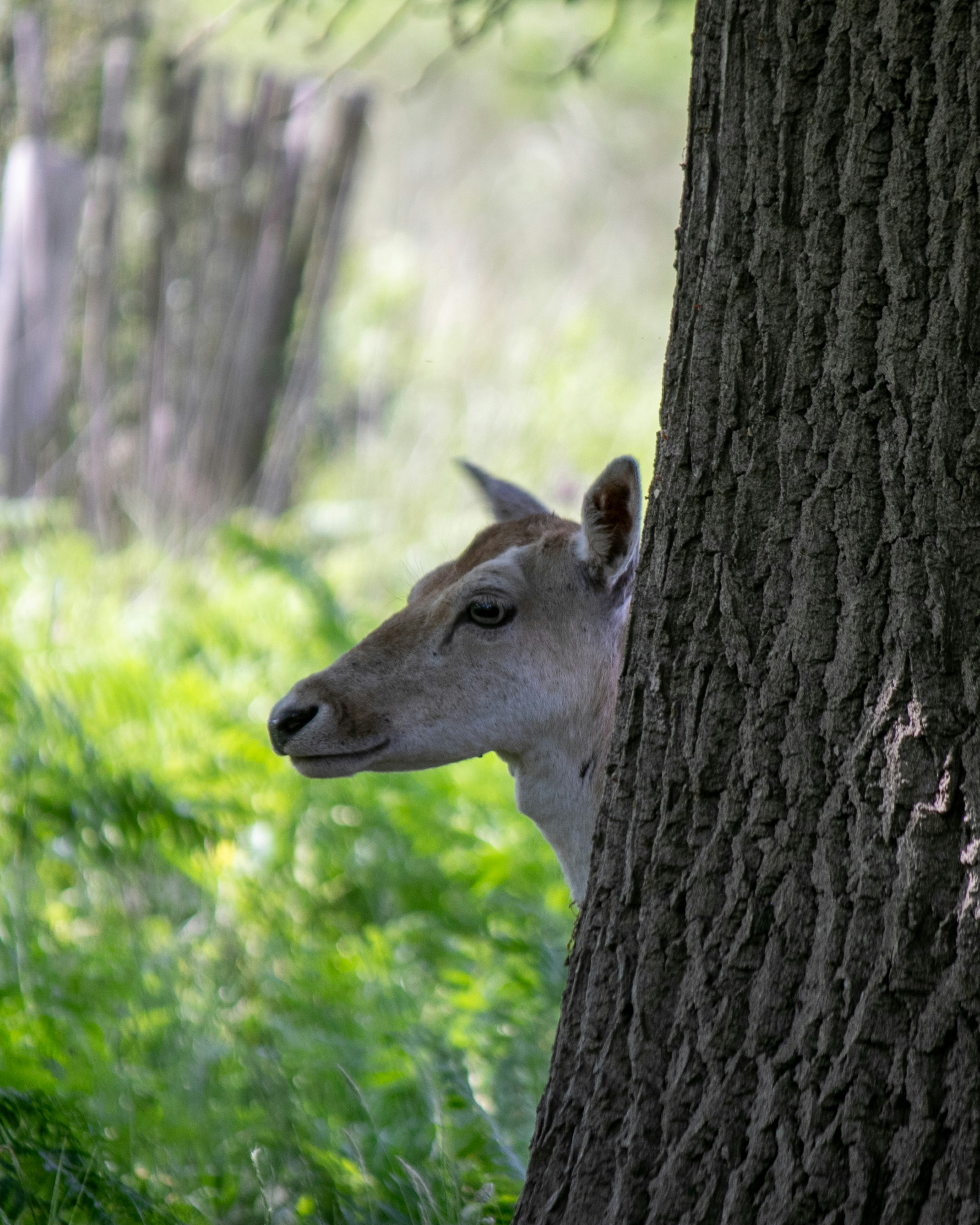 The Giraffe in the Quiet Orchard