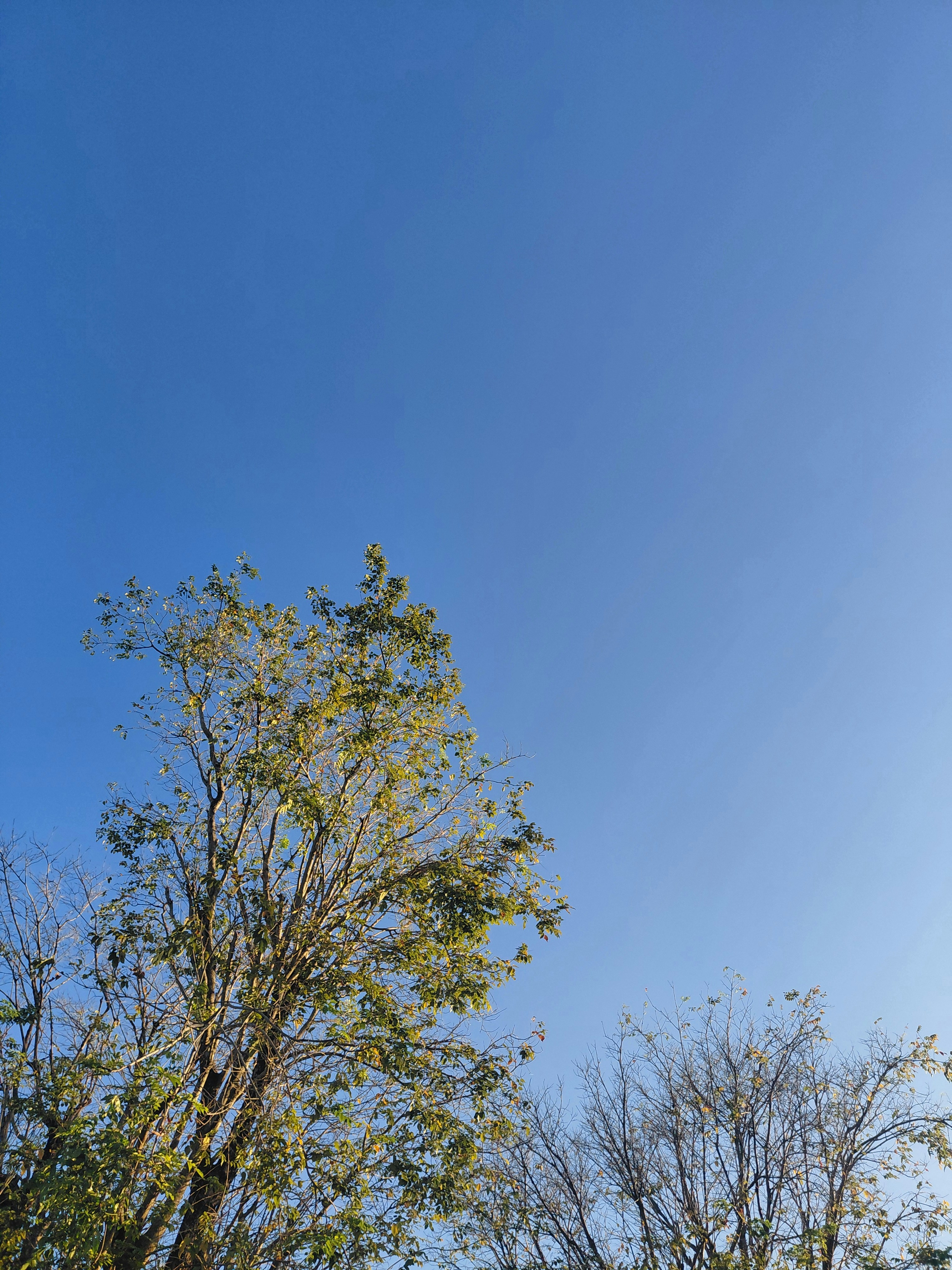 Tree Tops Reach Into a Clear Spring Sky