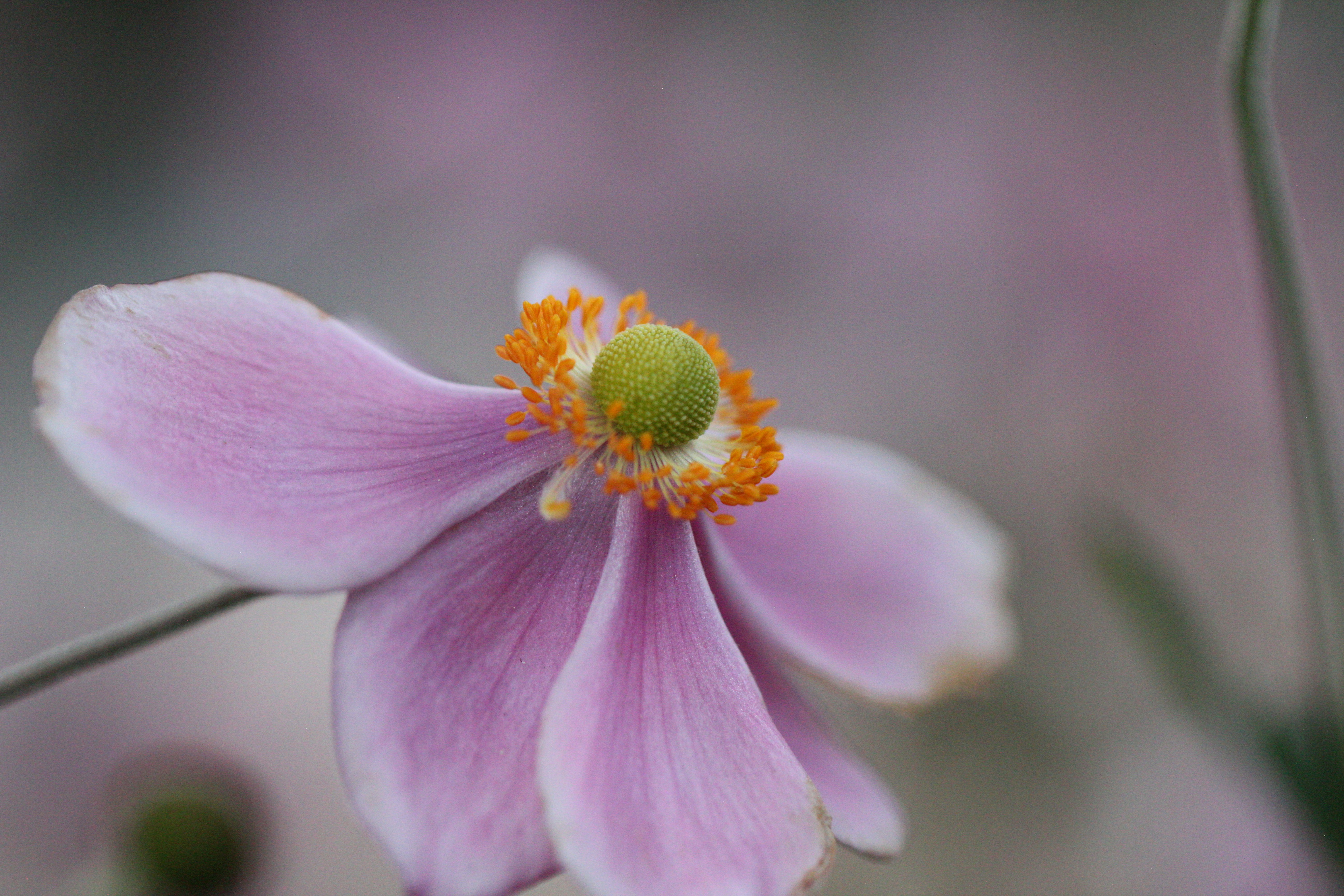 Soft Purple Bloom: A Close-Up of a Fragrant Seed Pod in Focus