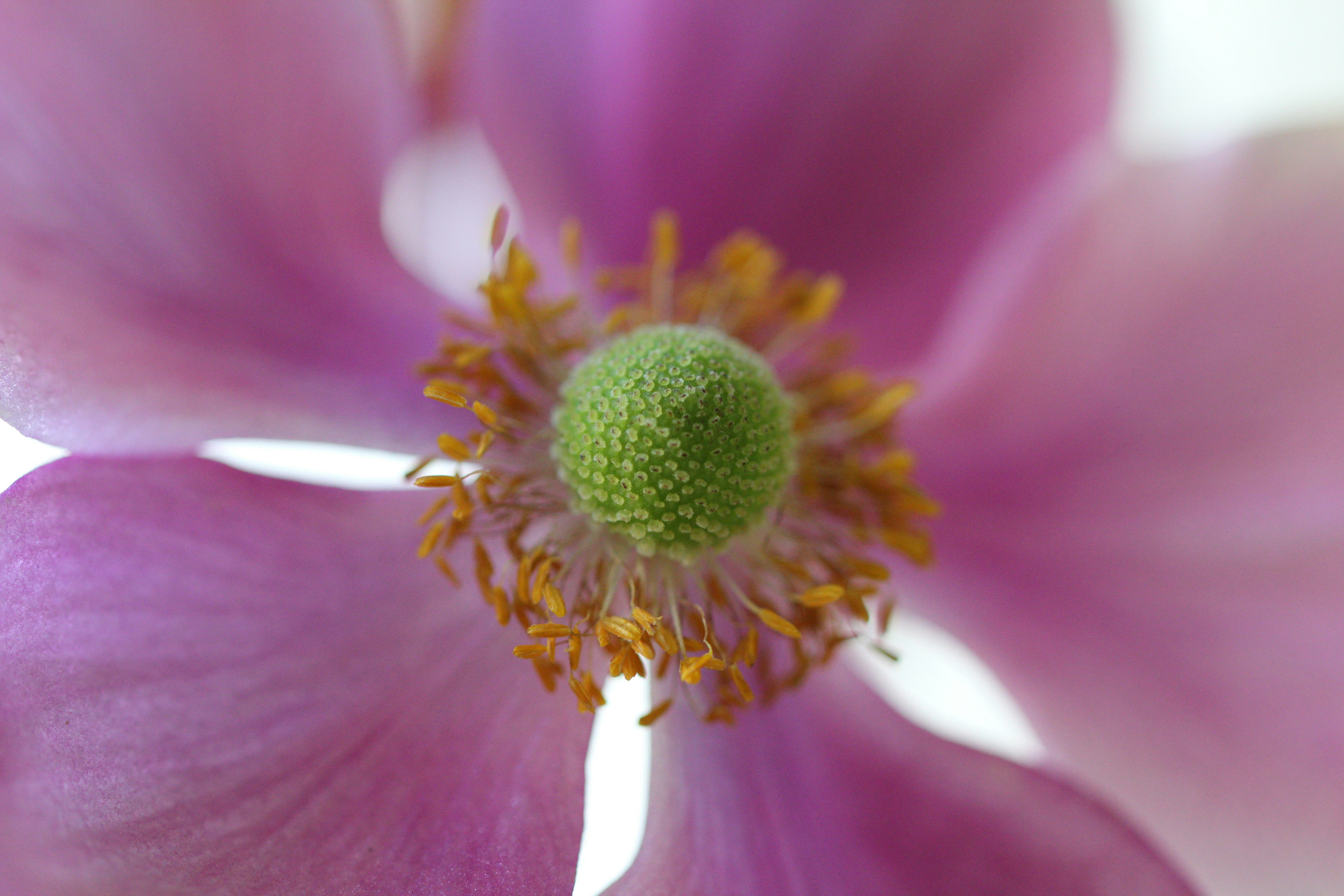 Center Bloom: Green Seed Core Amid Pink Petals