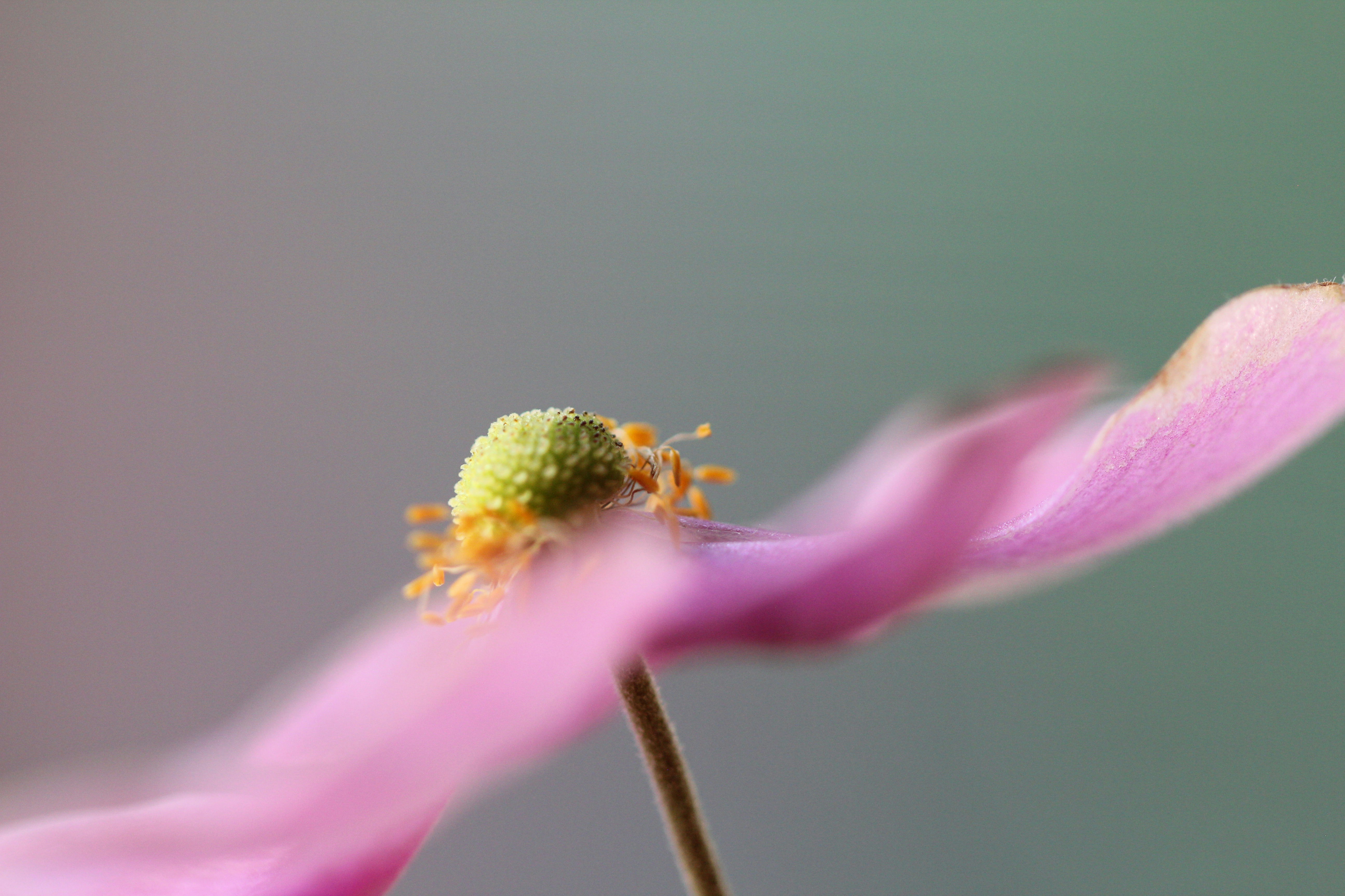 Close-up of a Pink Petal with a Green Central Core