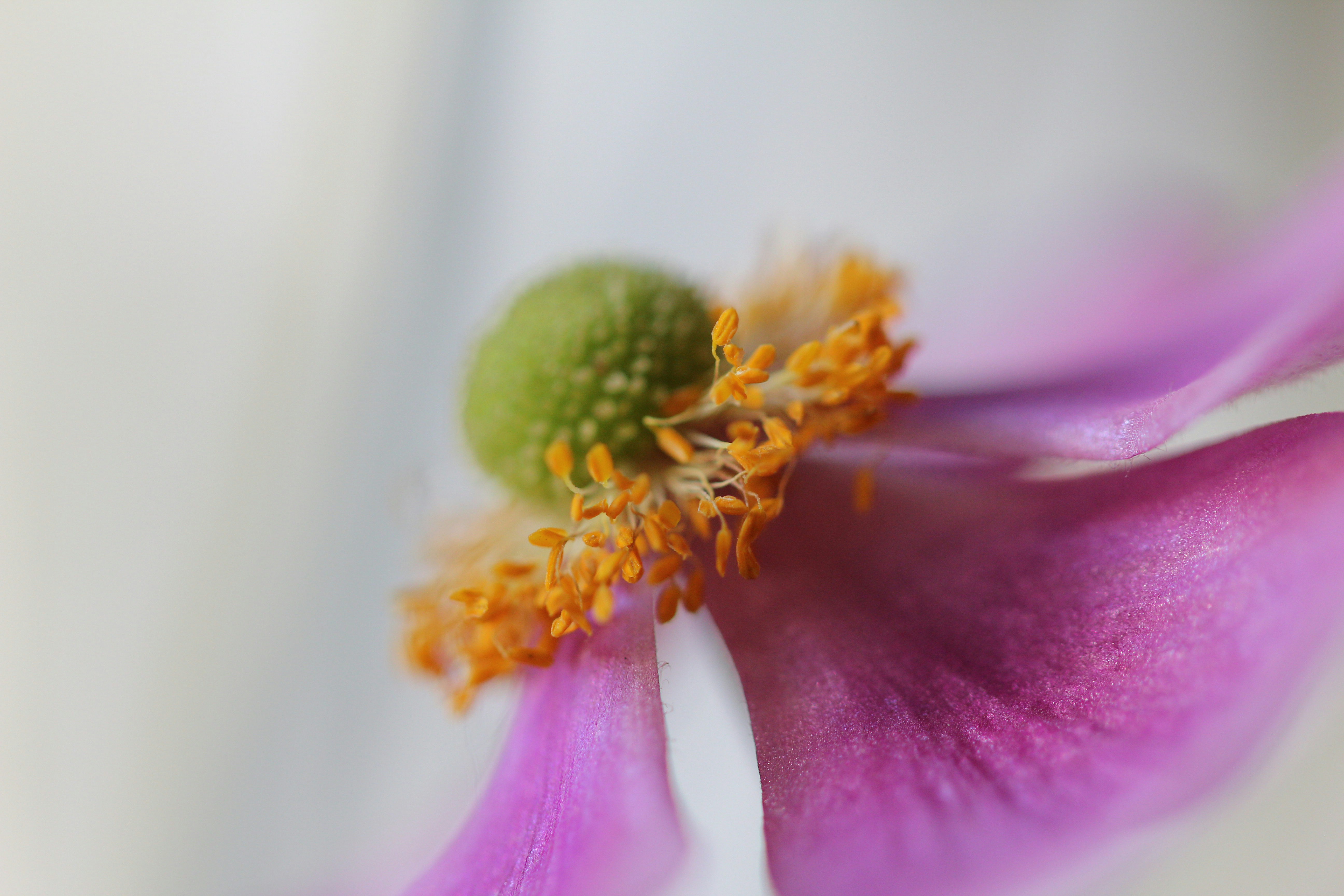 Petal and Stamen in Soft Focus: A Macro Revelation