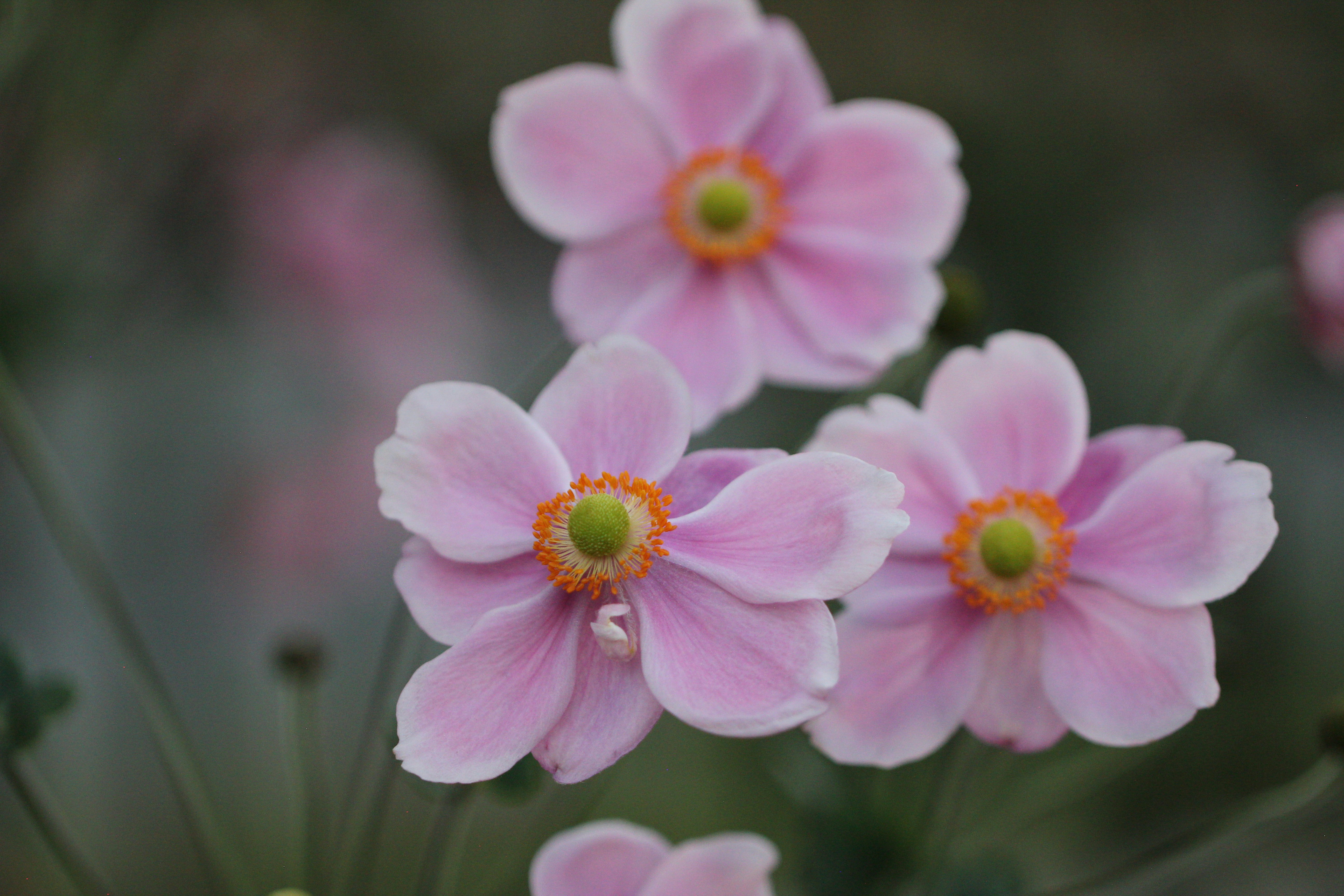 Soft Snap of Pink Anemone Blossoms in a Dreamy Garden