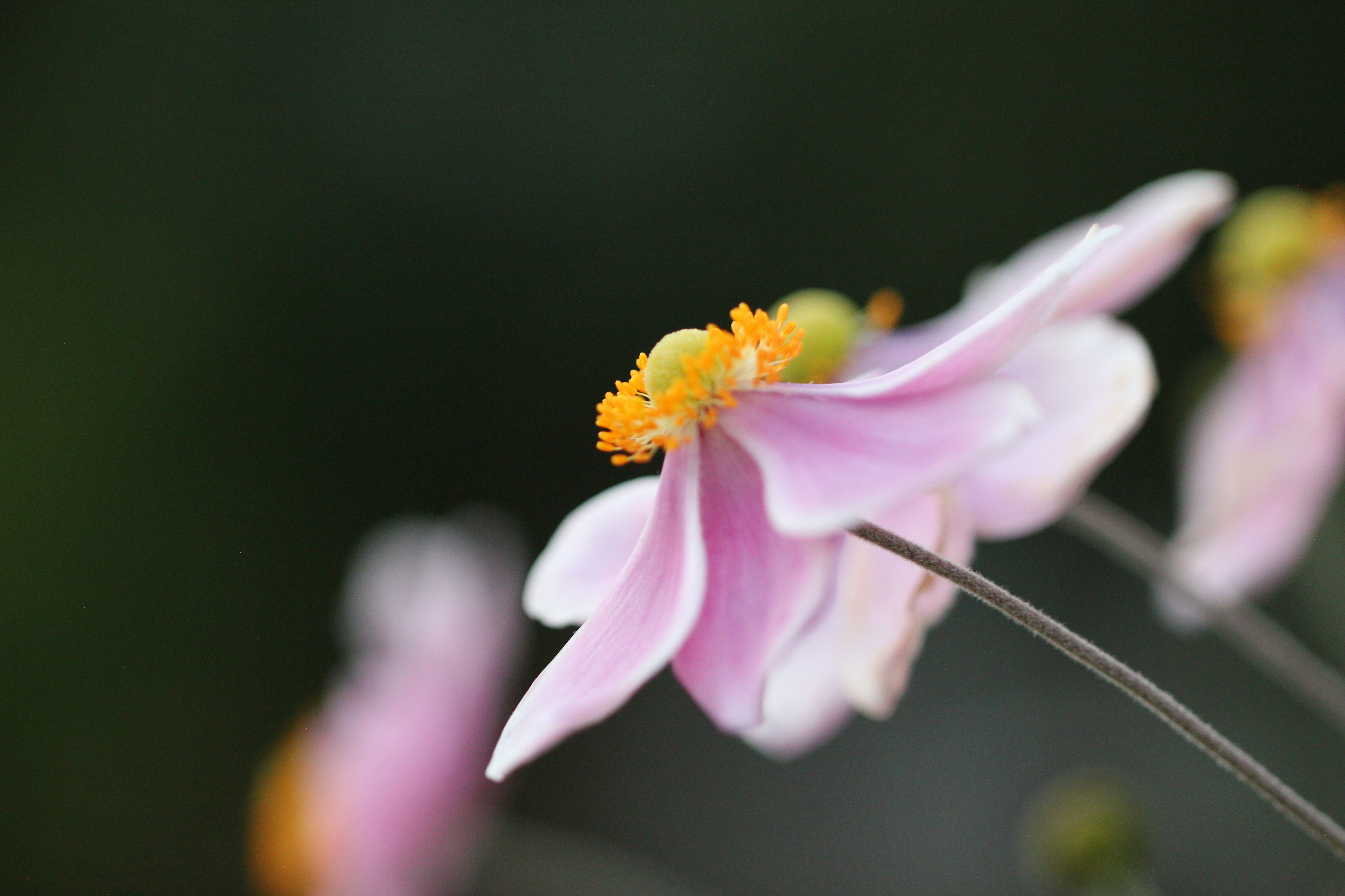 Petals in Focus: A Soft Close-Up of a Pink Anemone with Golden Stamens