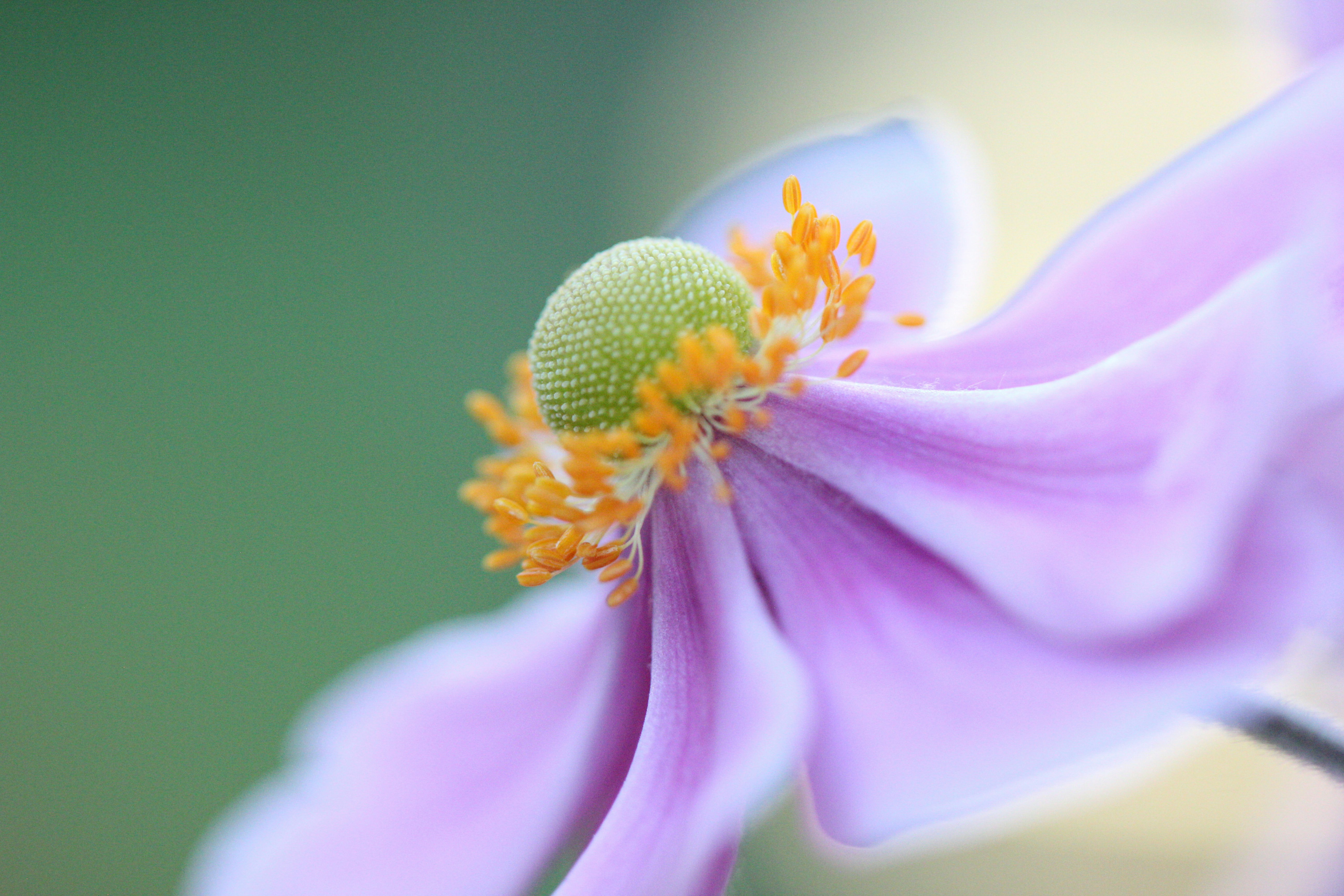 Purple Petal Spotlight: The Vineflower’s Refracted Dawn