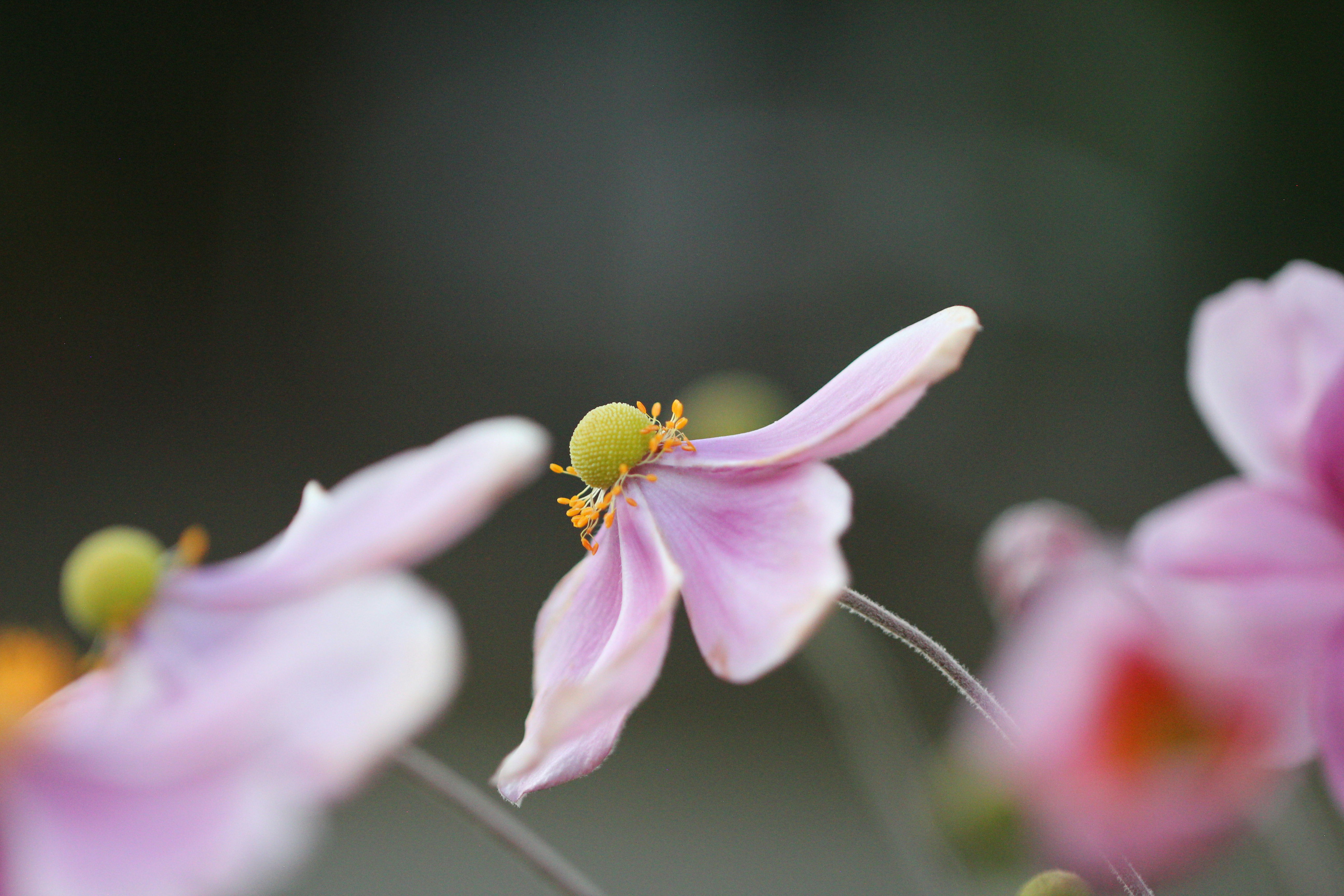 Pink Petal with Central Green Pod: A Delicate Bloom in Soft Focus