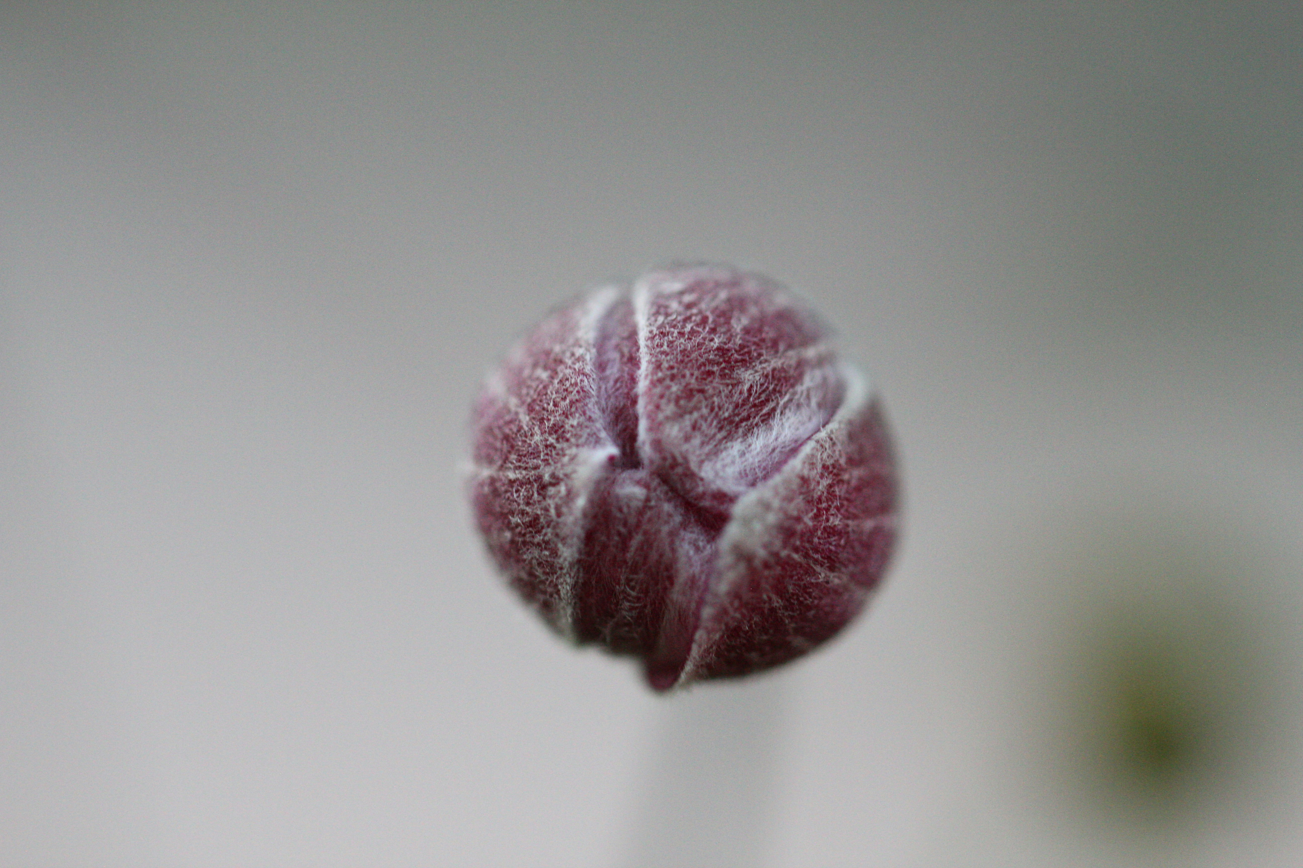 Frosty Bud on a Pale Stage