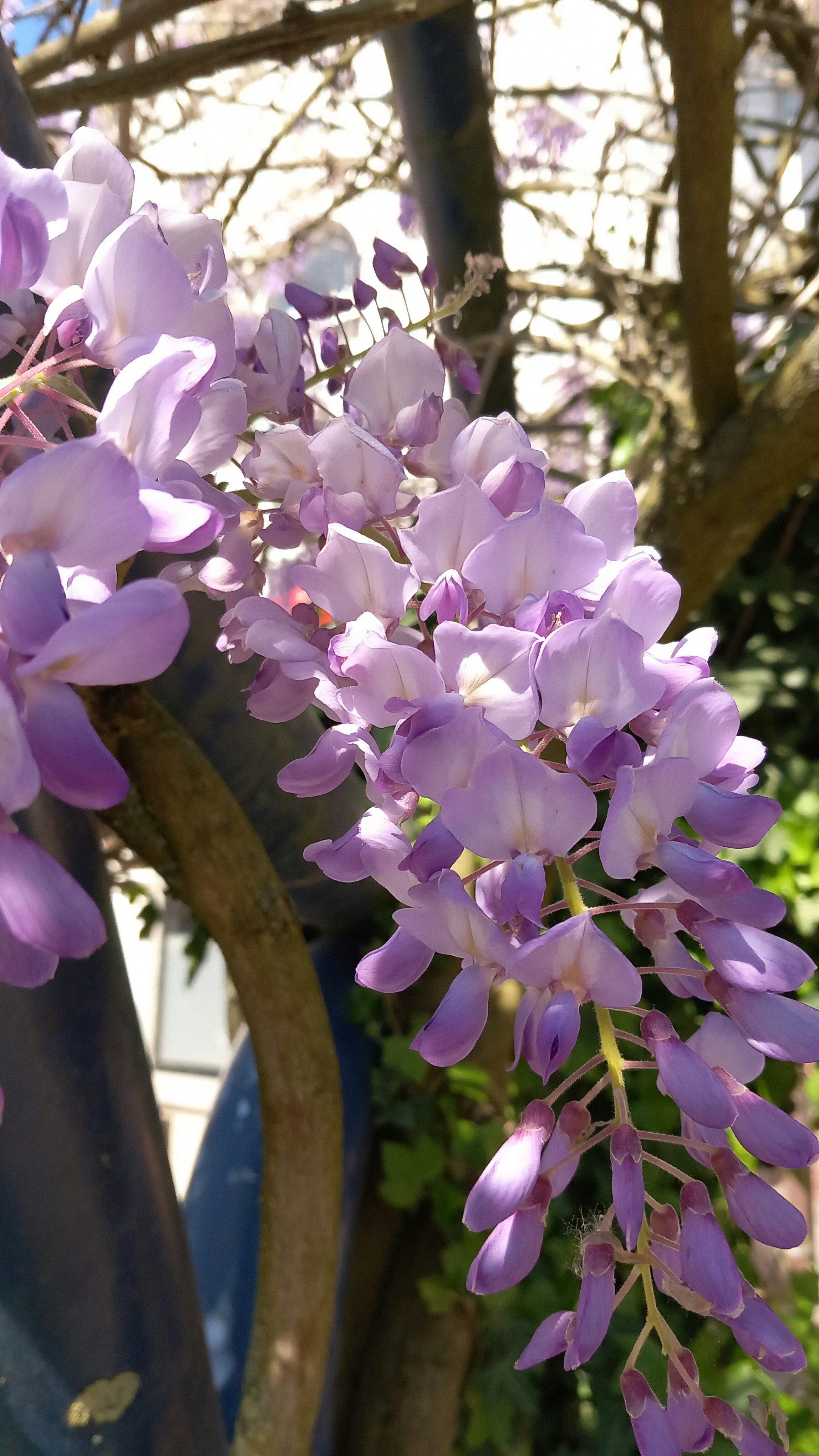 Purple Cascade: Wisteria Cluster Draped Across a Garden Frame