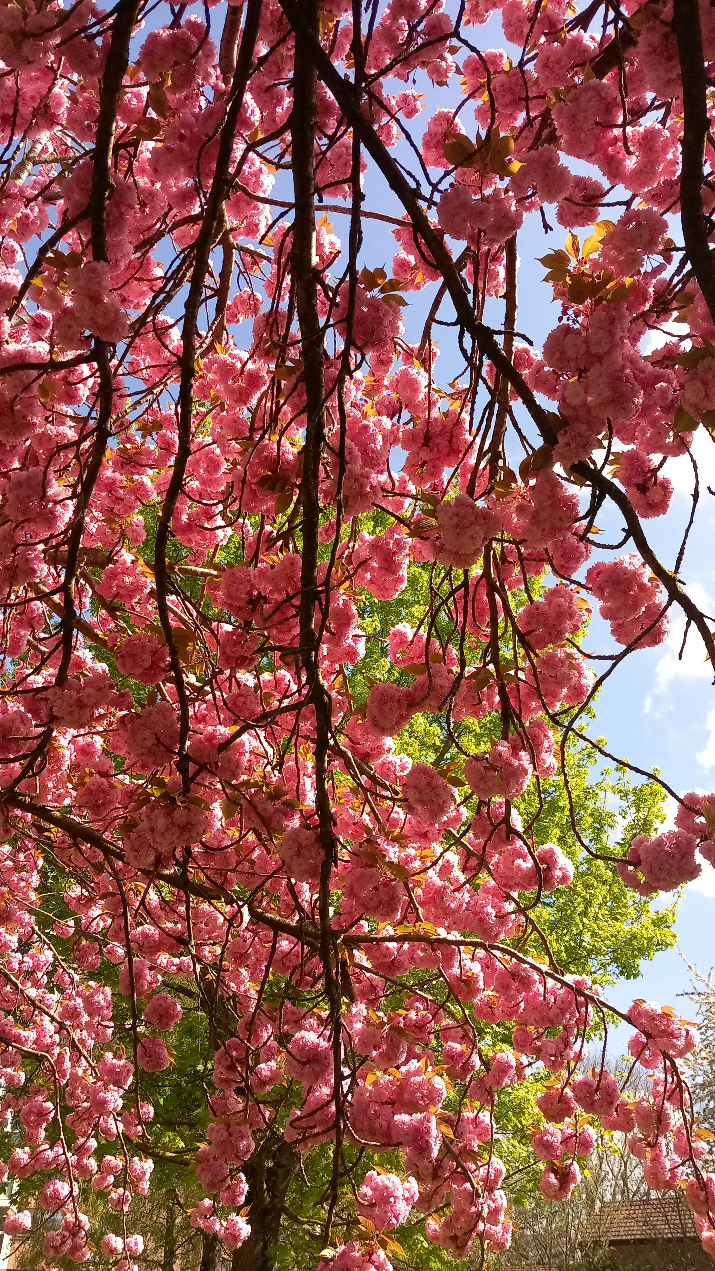 Vibrant pink blossoms blanket a tree canopy against a blue sky with hints of green leaves and distant houses.