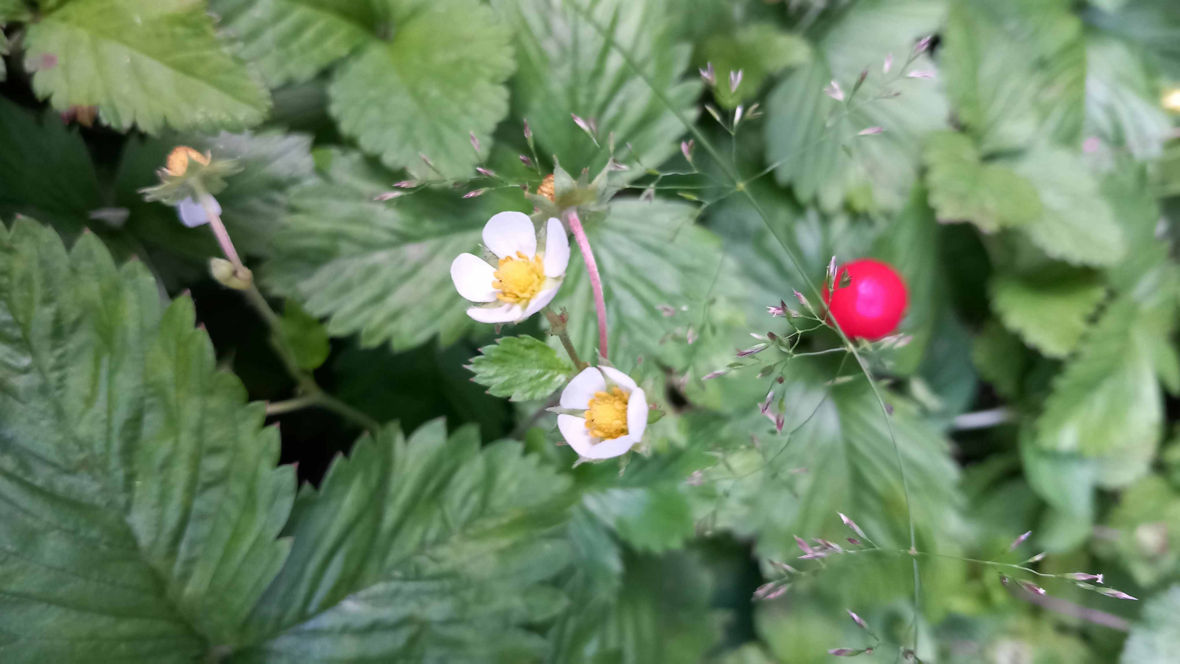 Small white strawberry blossoms with yellow centers and a ripe red berry nestled among serrated green leaves.