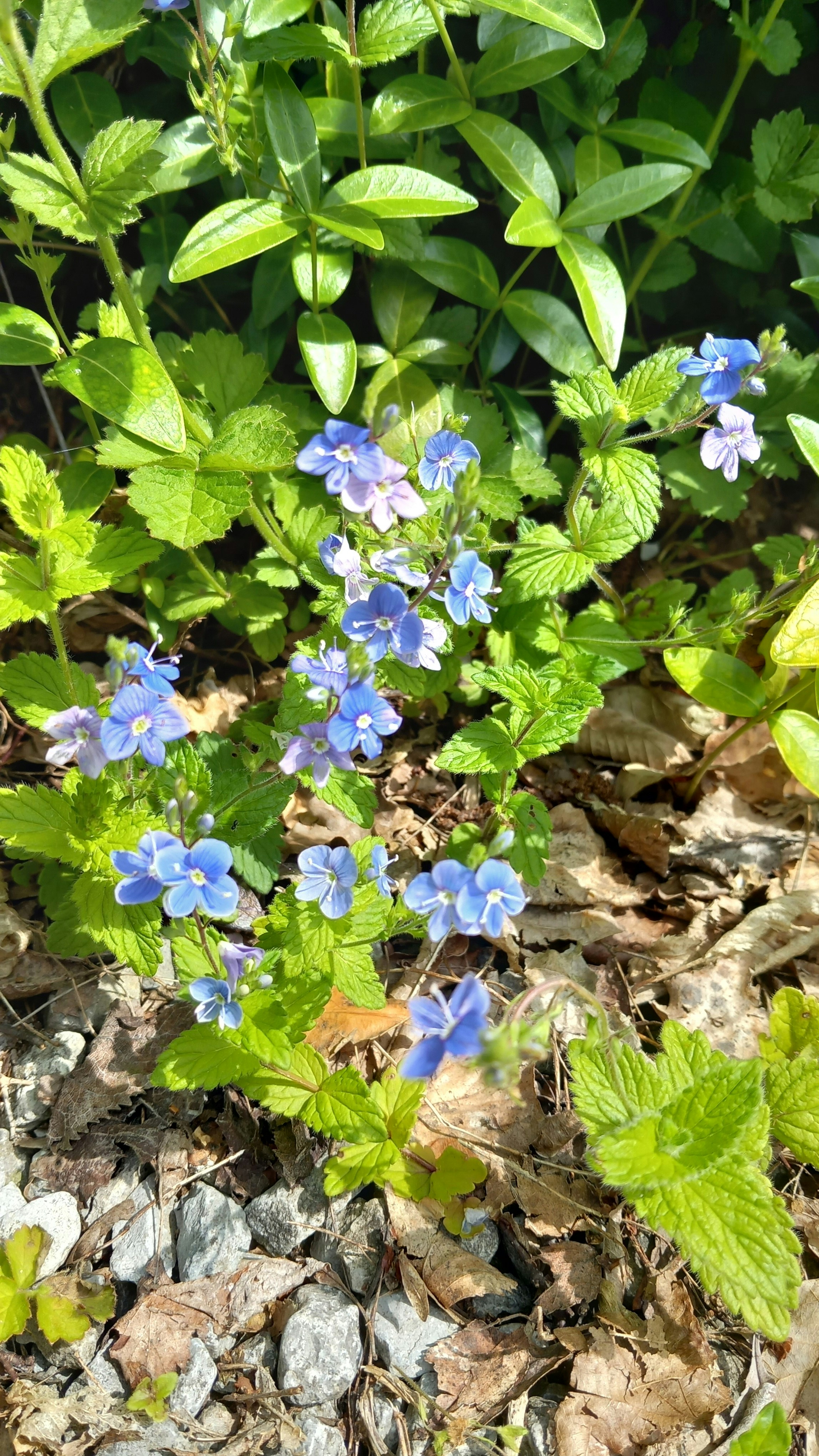Bright blue forget-me-not flowers grow among green leaves and fallen leaves, captured in a sunlit garden bed.