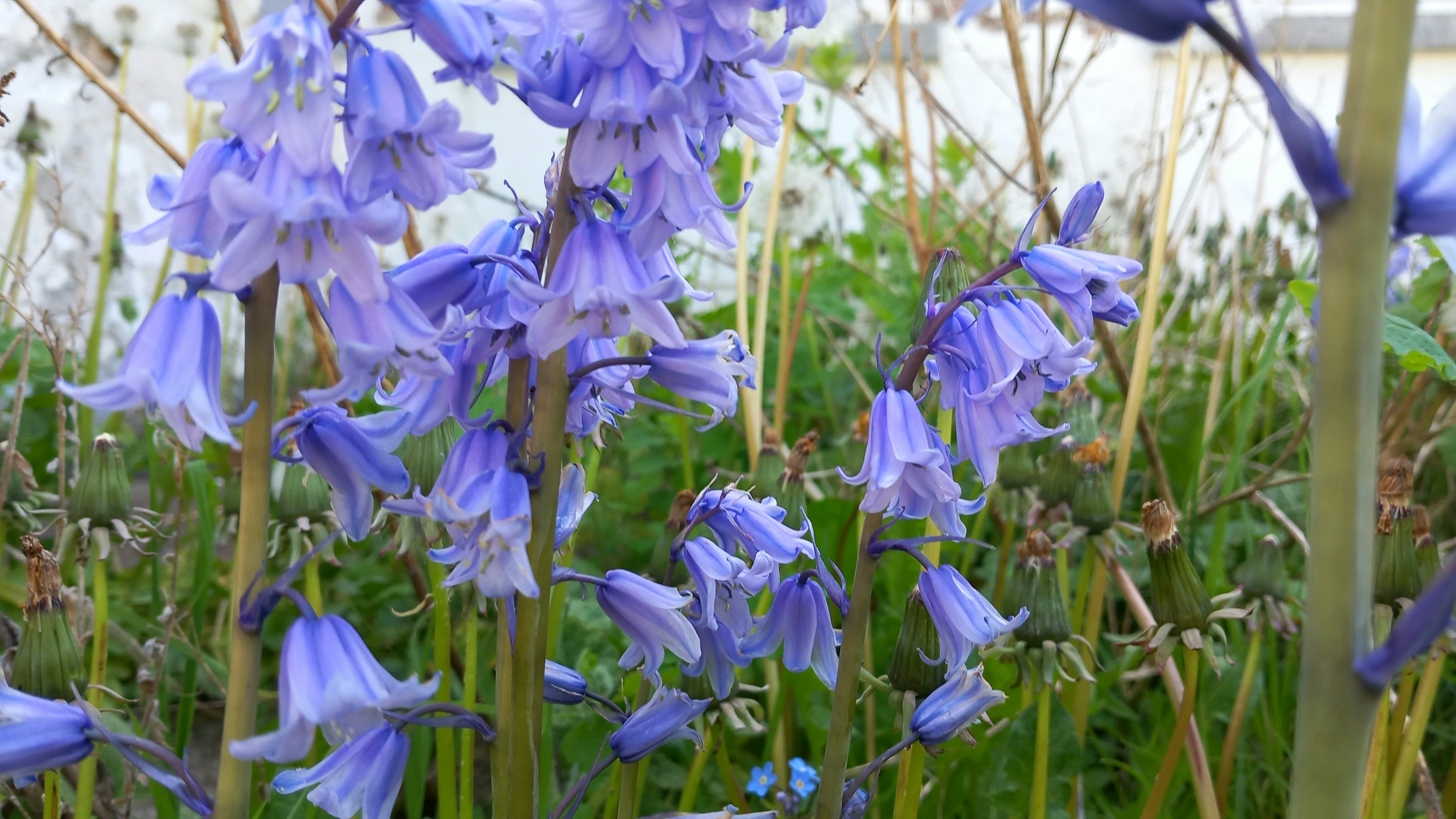 Cluster of vivid bluebell blossoms forms a delicate vertical tapestry in a sunlit garden bed, with subtle stems and green foliage providing a natural backdrop.
