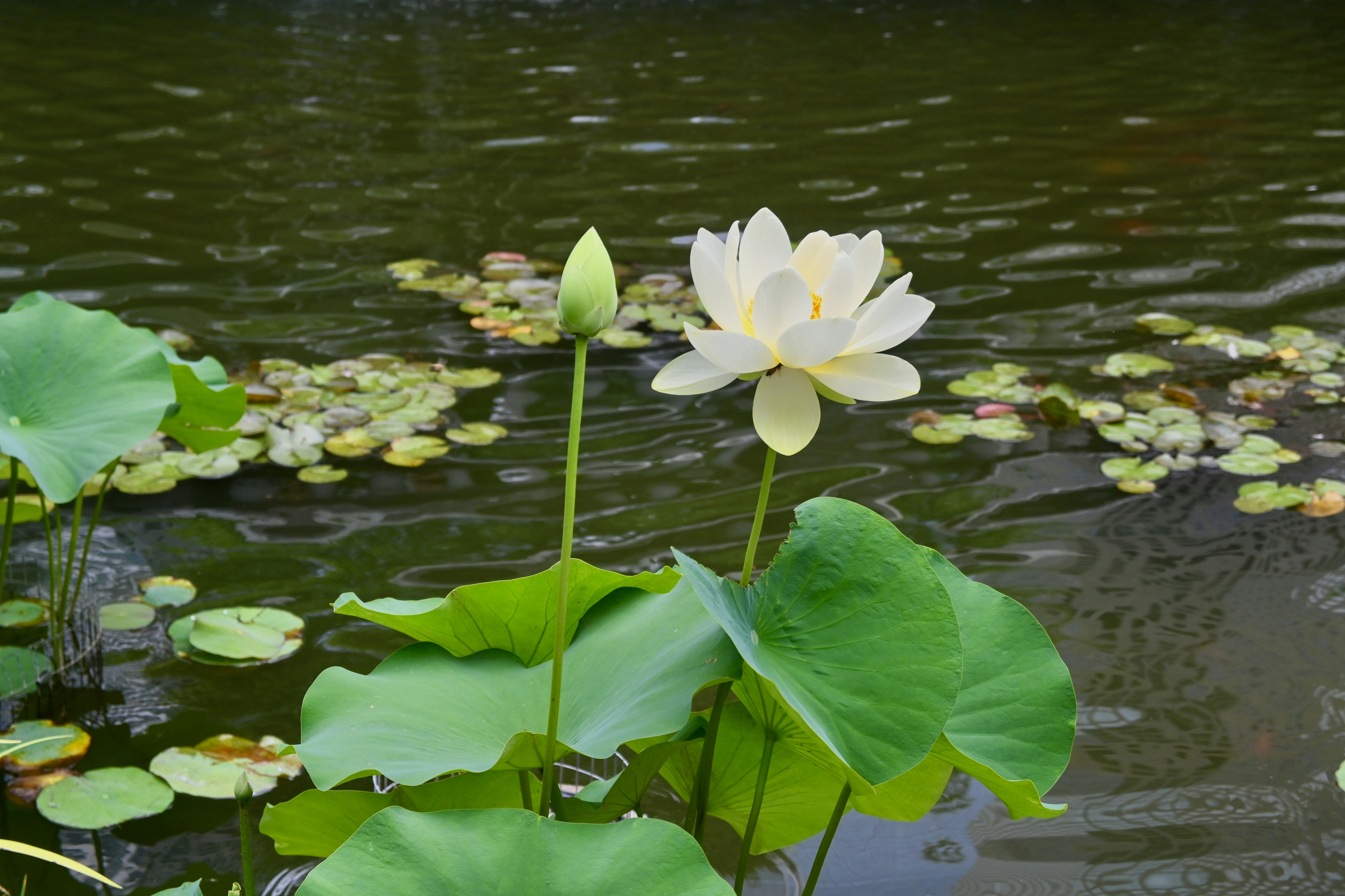 White Lotus in Calm Pond