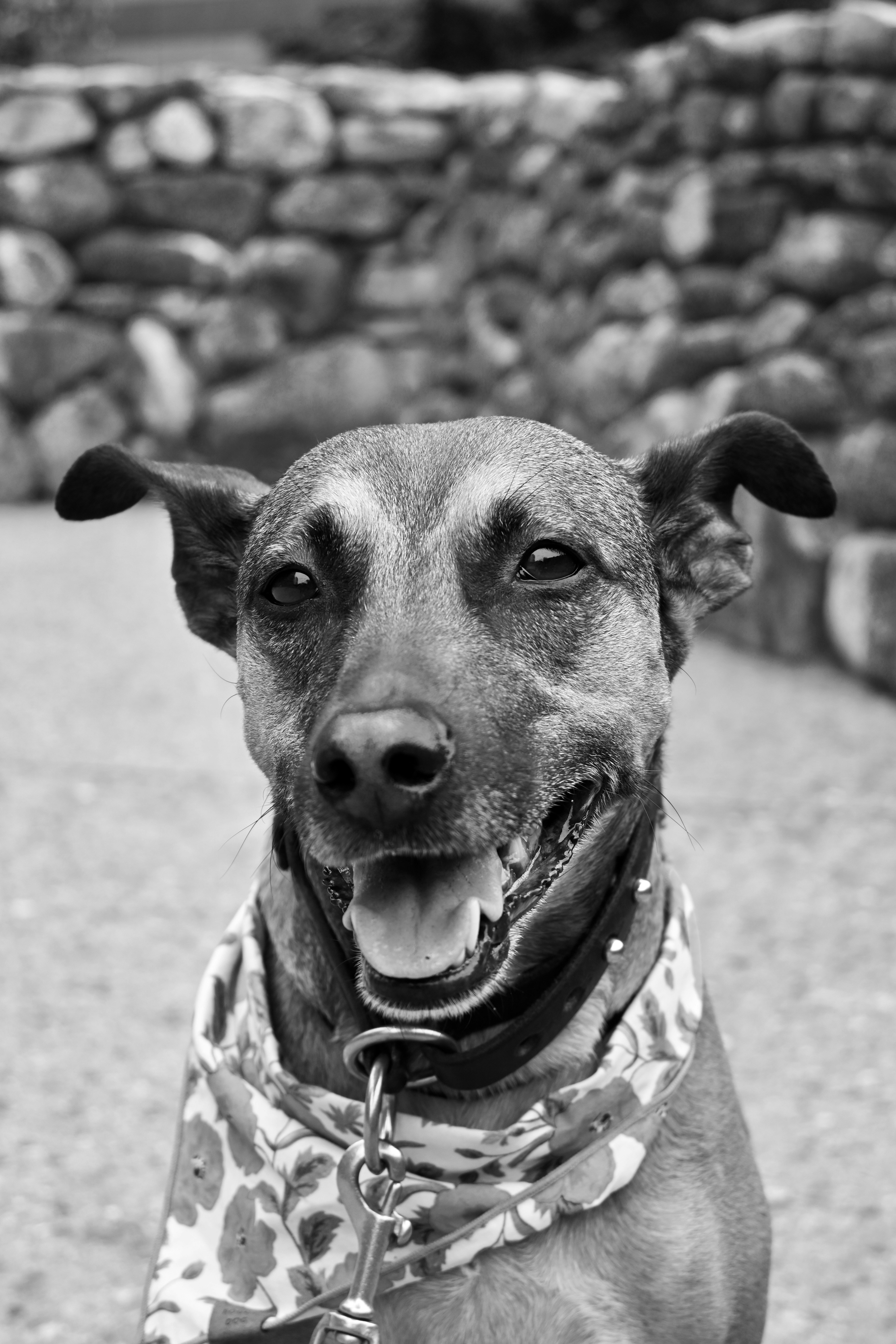 Energetic dog wearing a flower-pattern bandana sits in a stone-paved area with a stone wall behind, captured in grayscale to emphasize texture and expression.