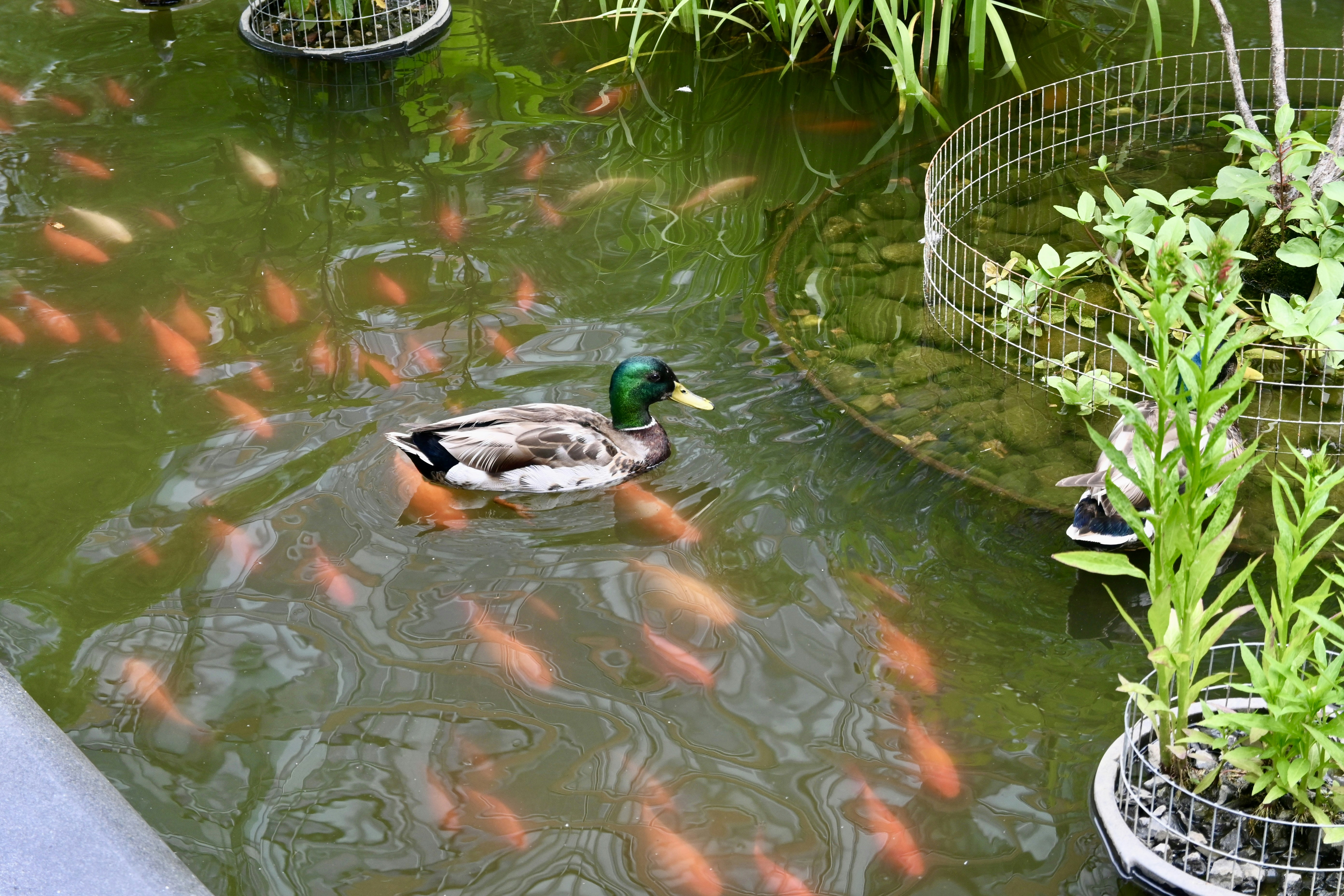 Green-headed Mallard Among Floating Koi