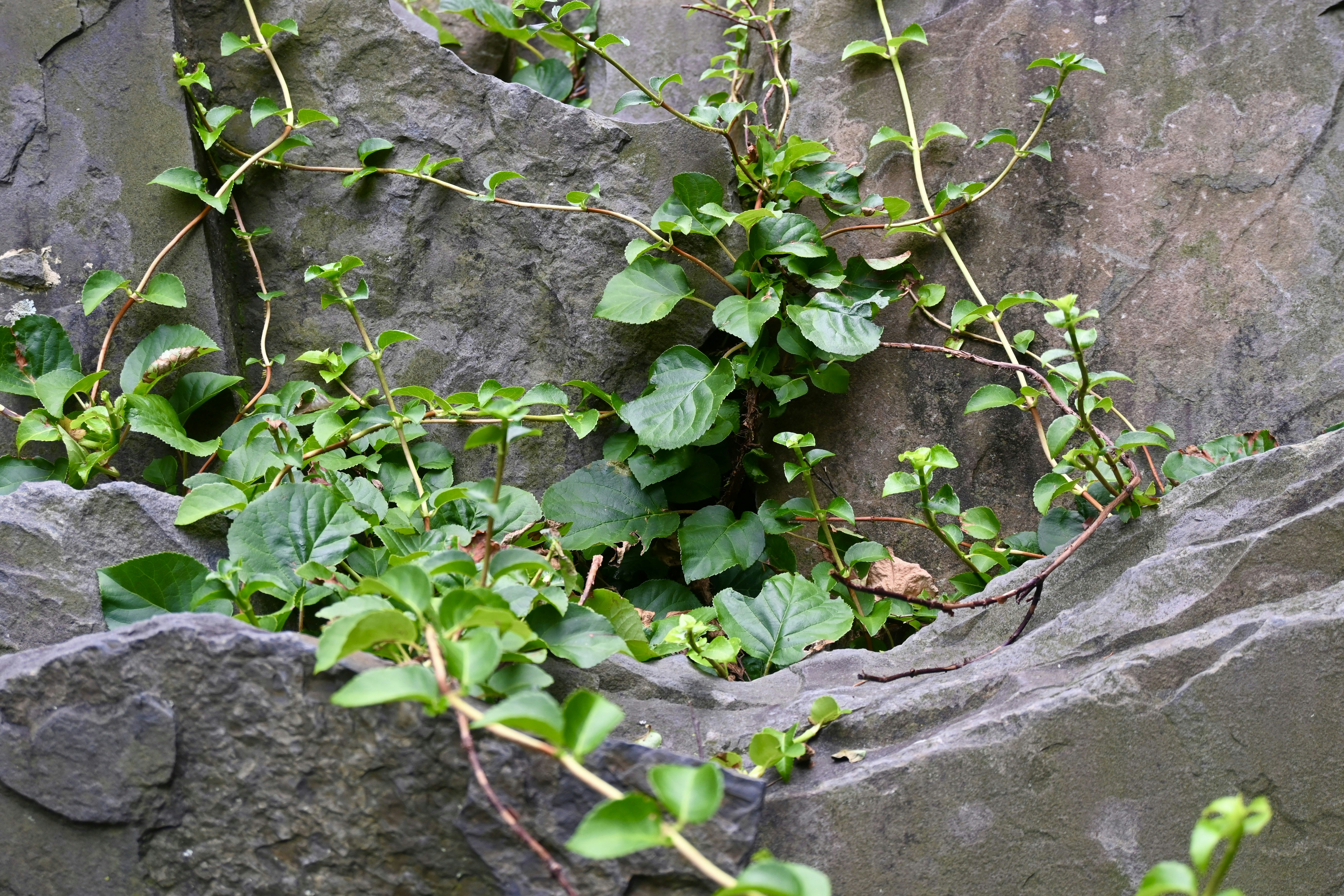 Green Vines Nestle in a Crevice ofWeathered Stone