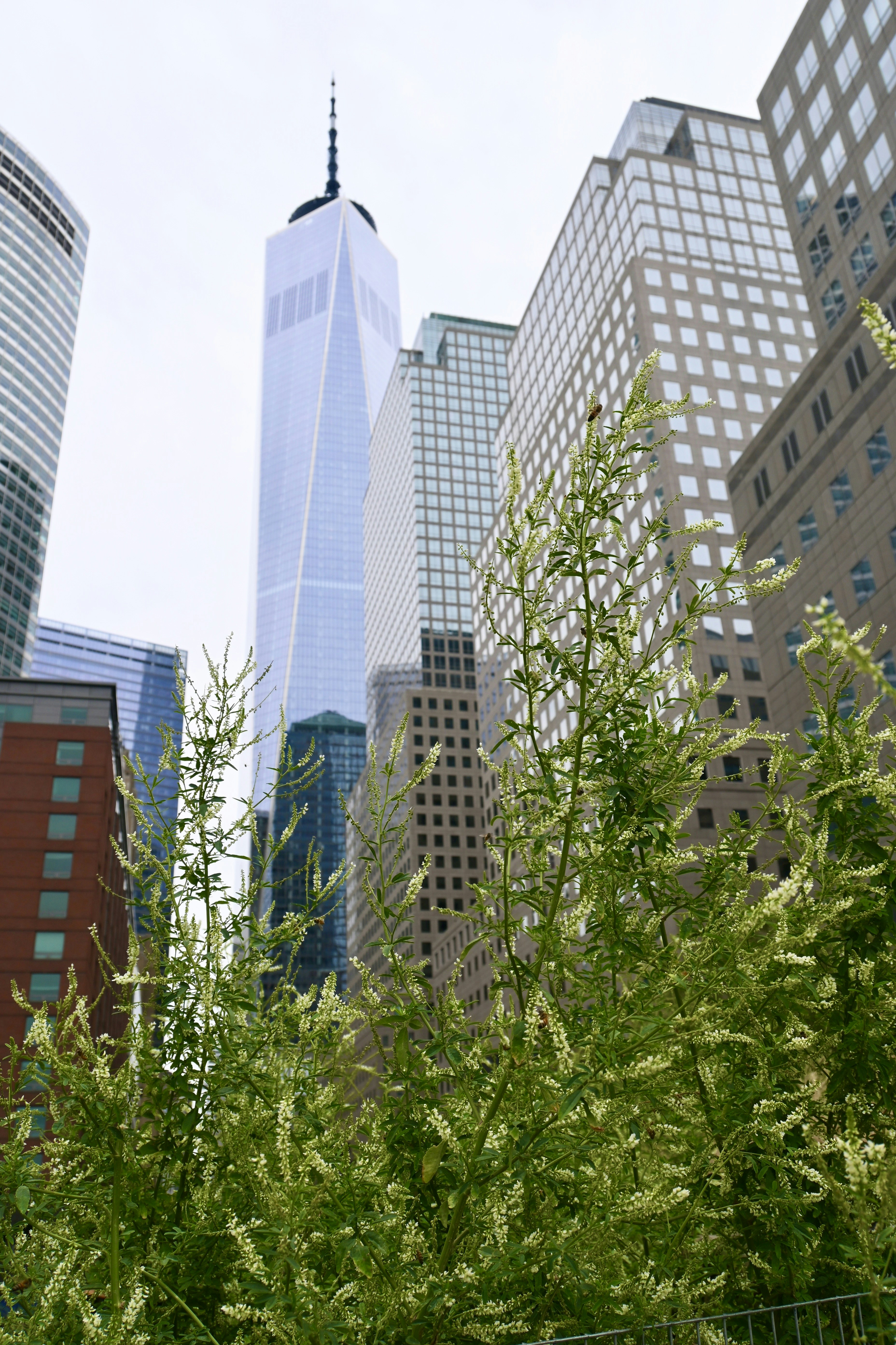Urban Skylines and Green Pulse