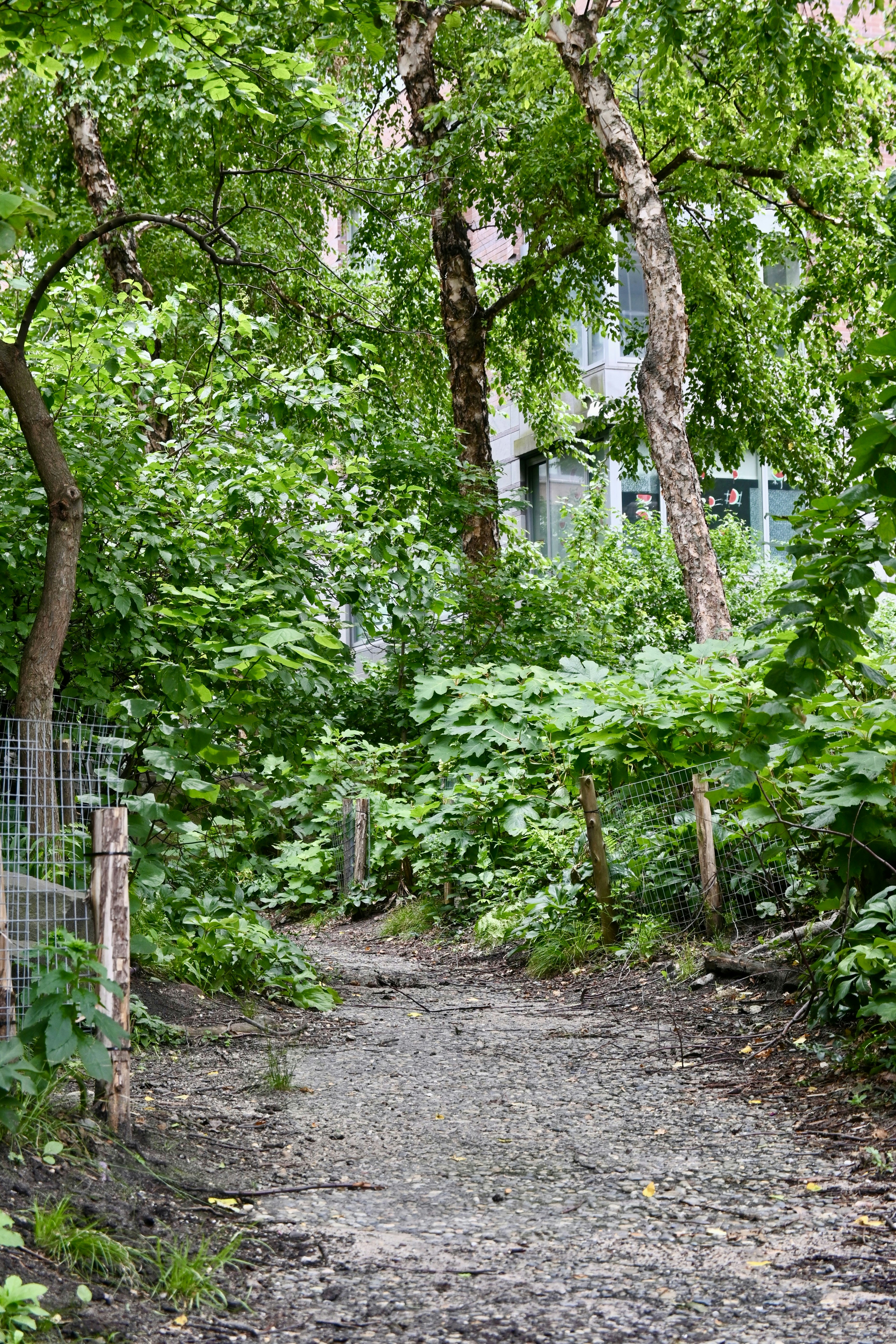 Overgrown City Path: A Quiet Tunnel of Green
