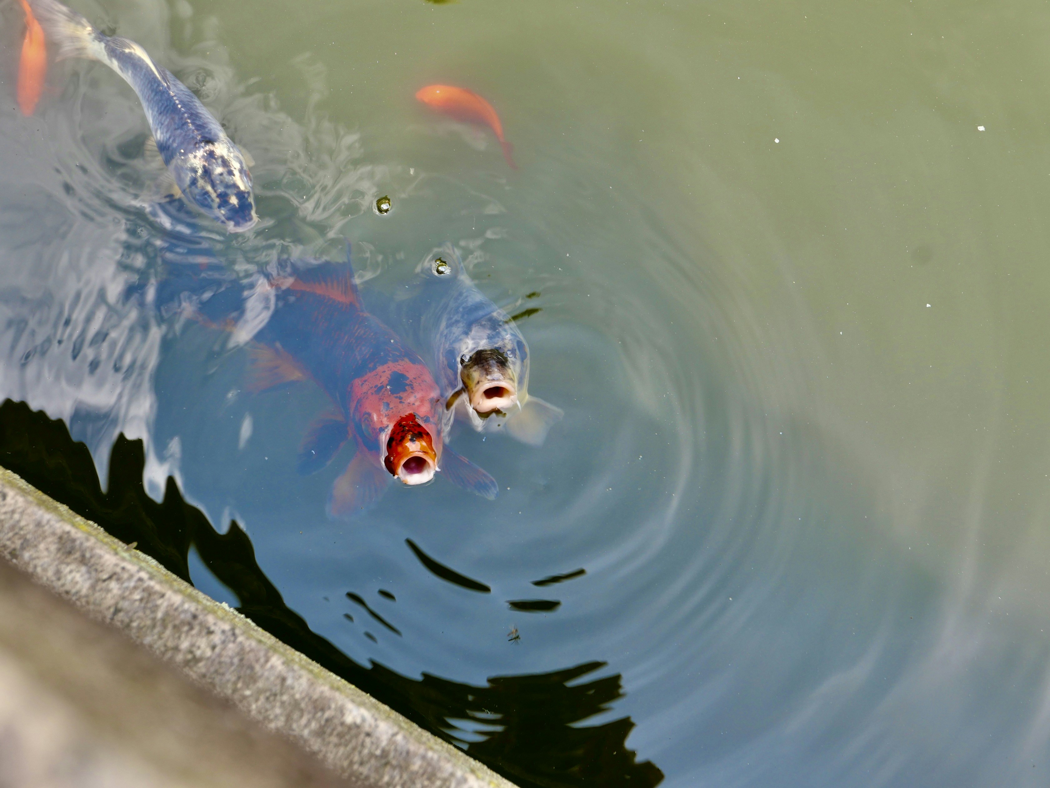 Koi Crescendo: A Trio of Colors Breaking the Glassy Pond