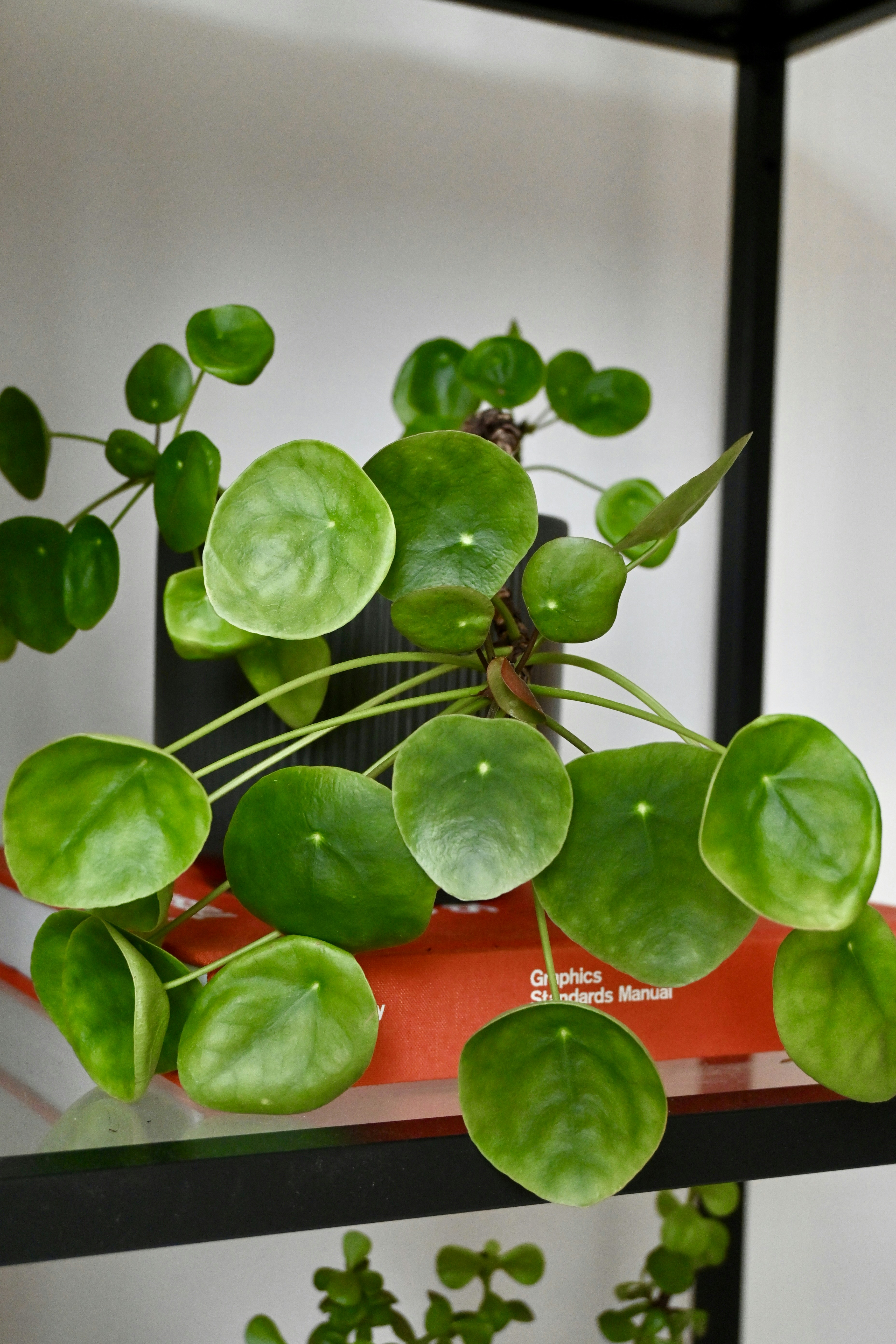 Trailing coins of green: a Pilea plant resting on a red shelf under a black frame