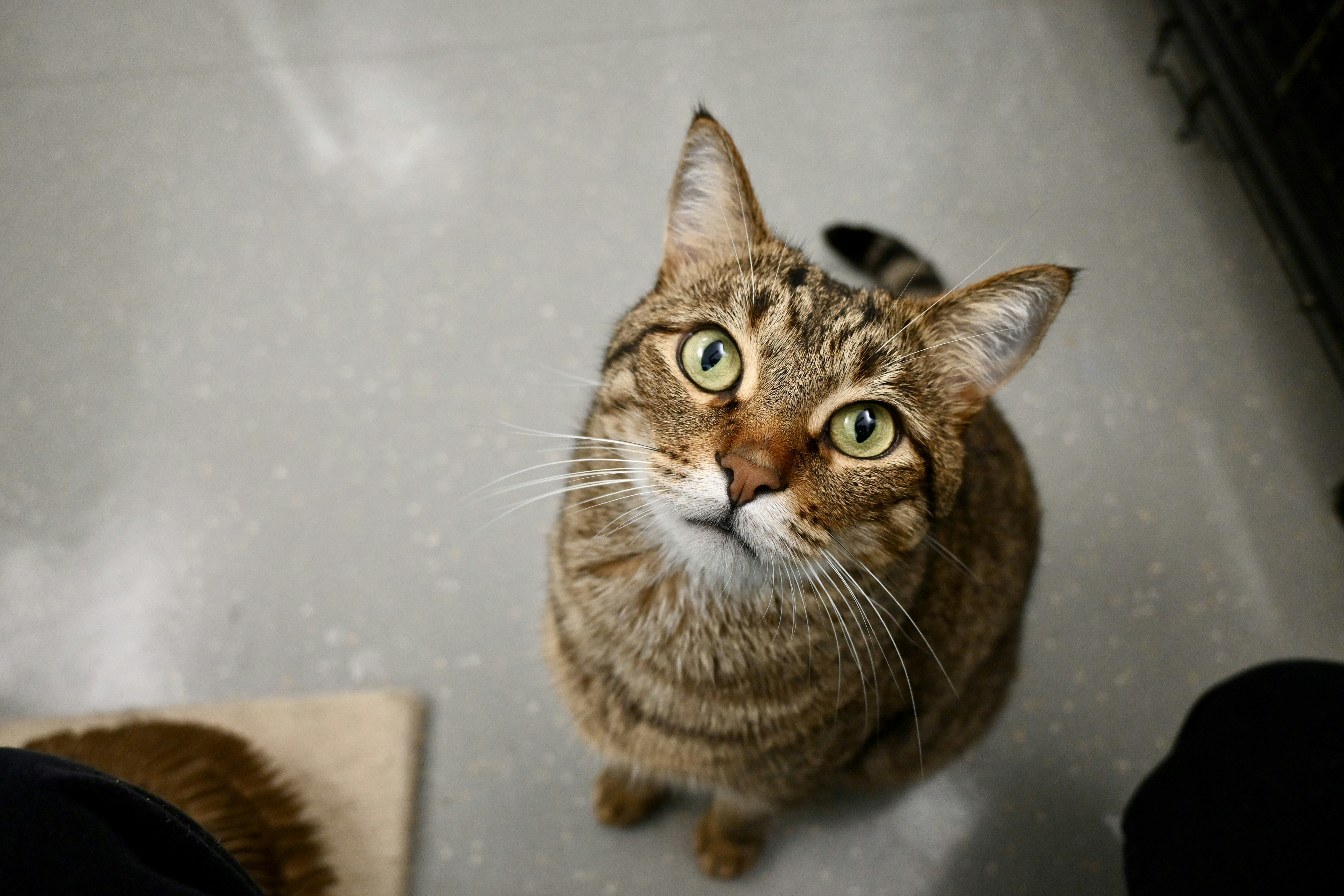Wide-Eyed Inquiry: A Cat’s Curious Gaze From Above