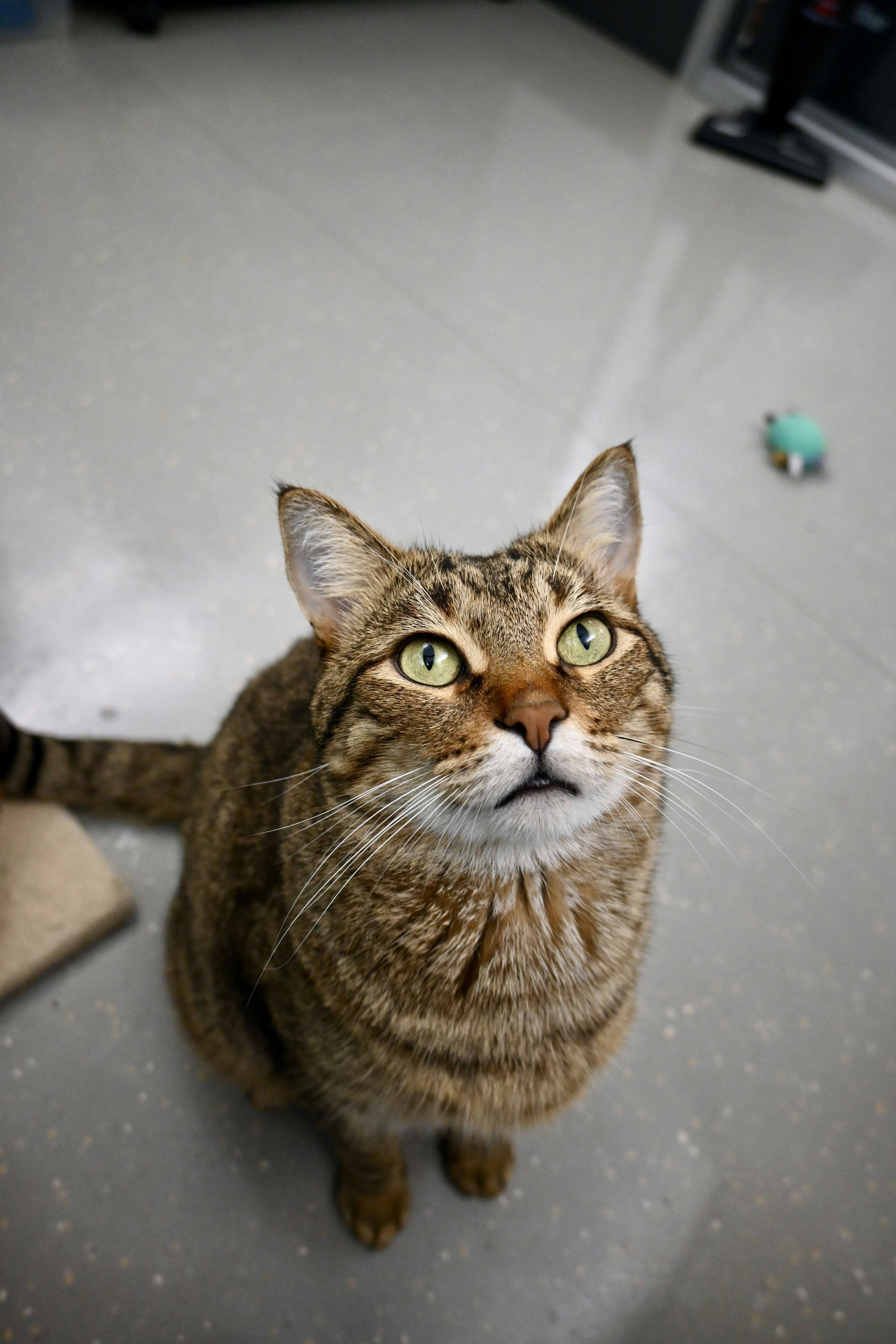Green-eyed Portrait: Cat Gazing Up in a Quiet Room