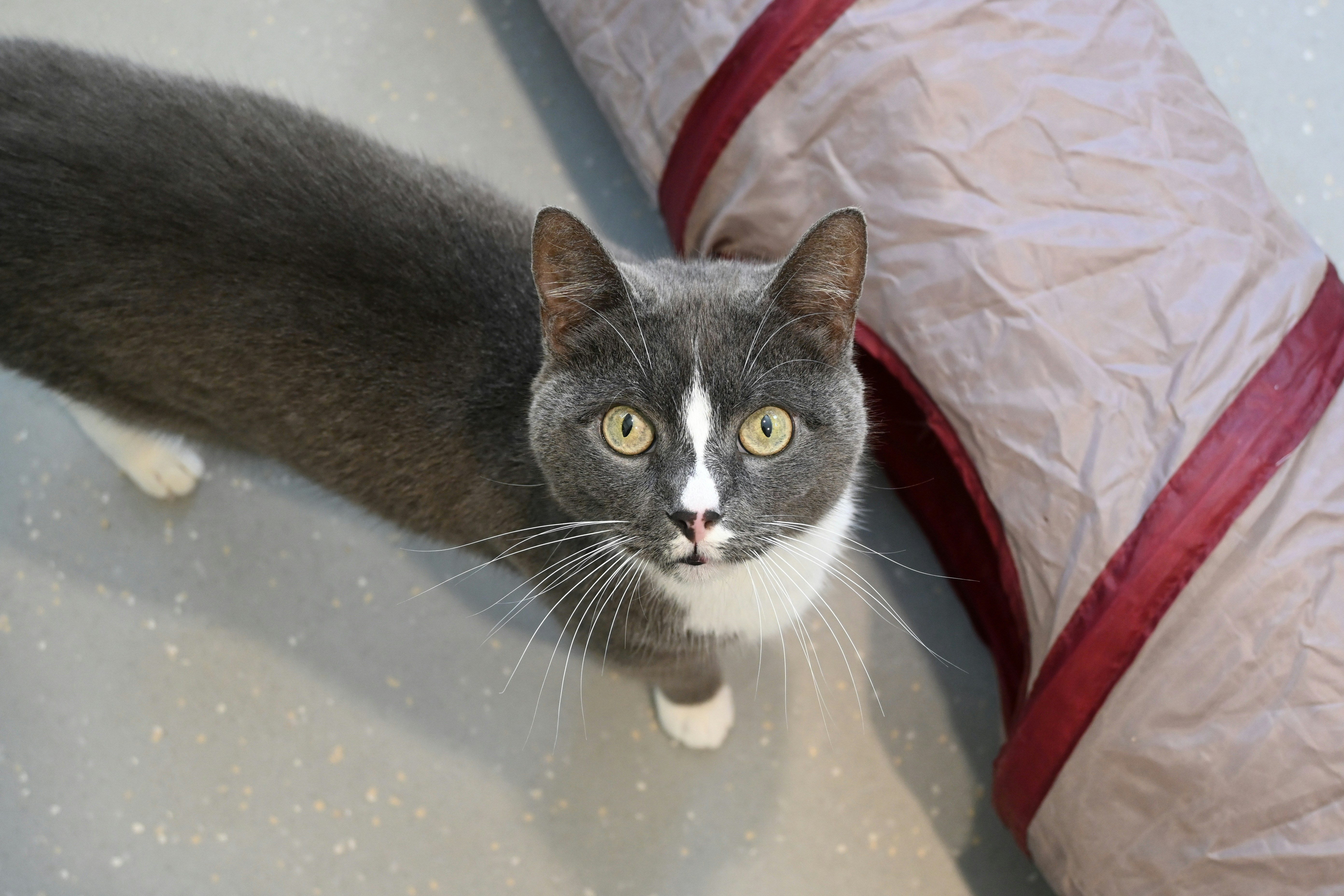 Direct Gaze from the Grey-and-White Cat