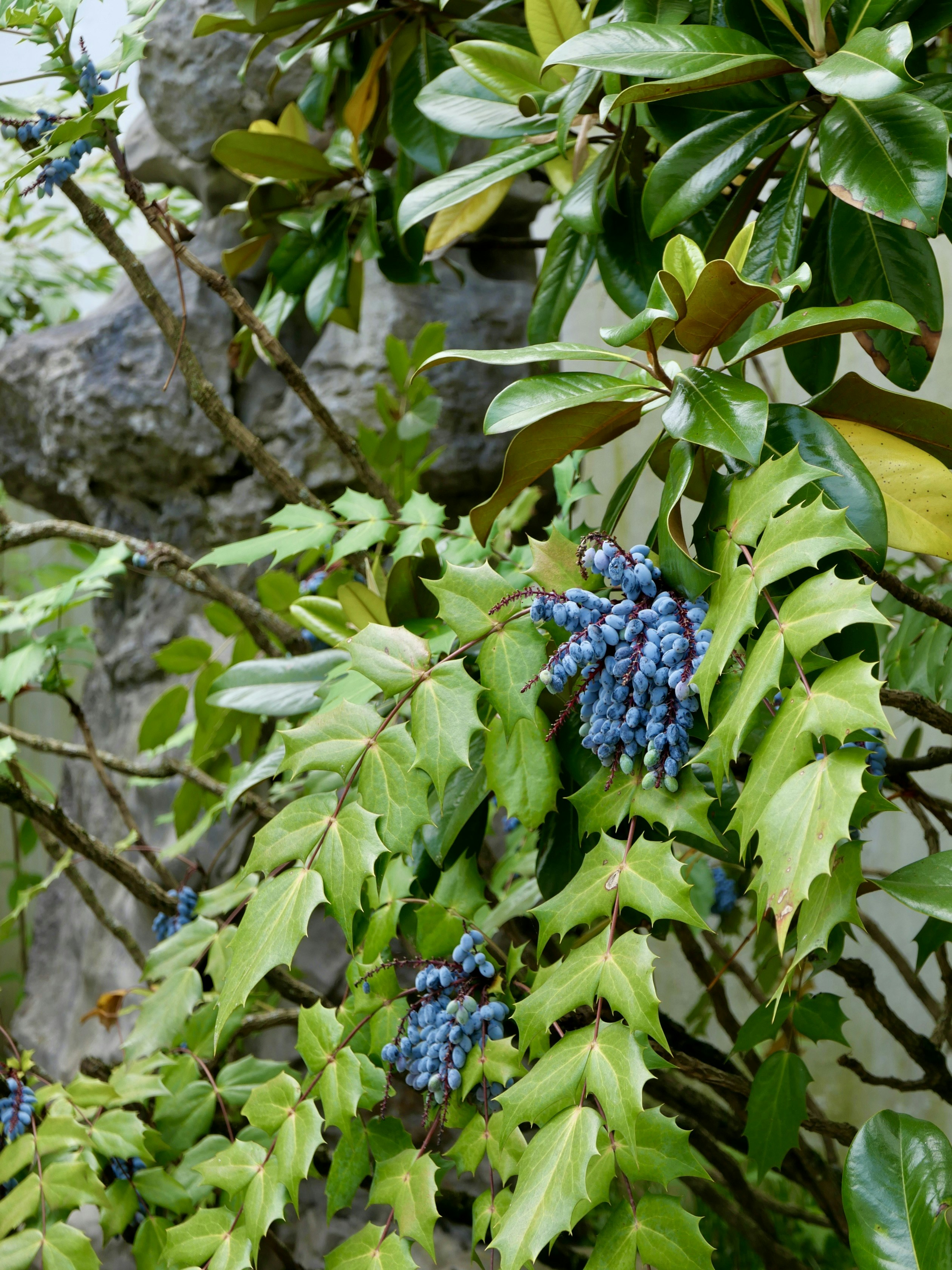 Cluster of blue berries nestled in glossy holly-like leaves near a stone backdrop. A close crop would center the fruit for a natural focal point, with the leafy texture providing a lush frame. This is a natural photograph.