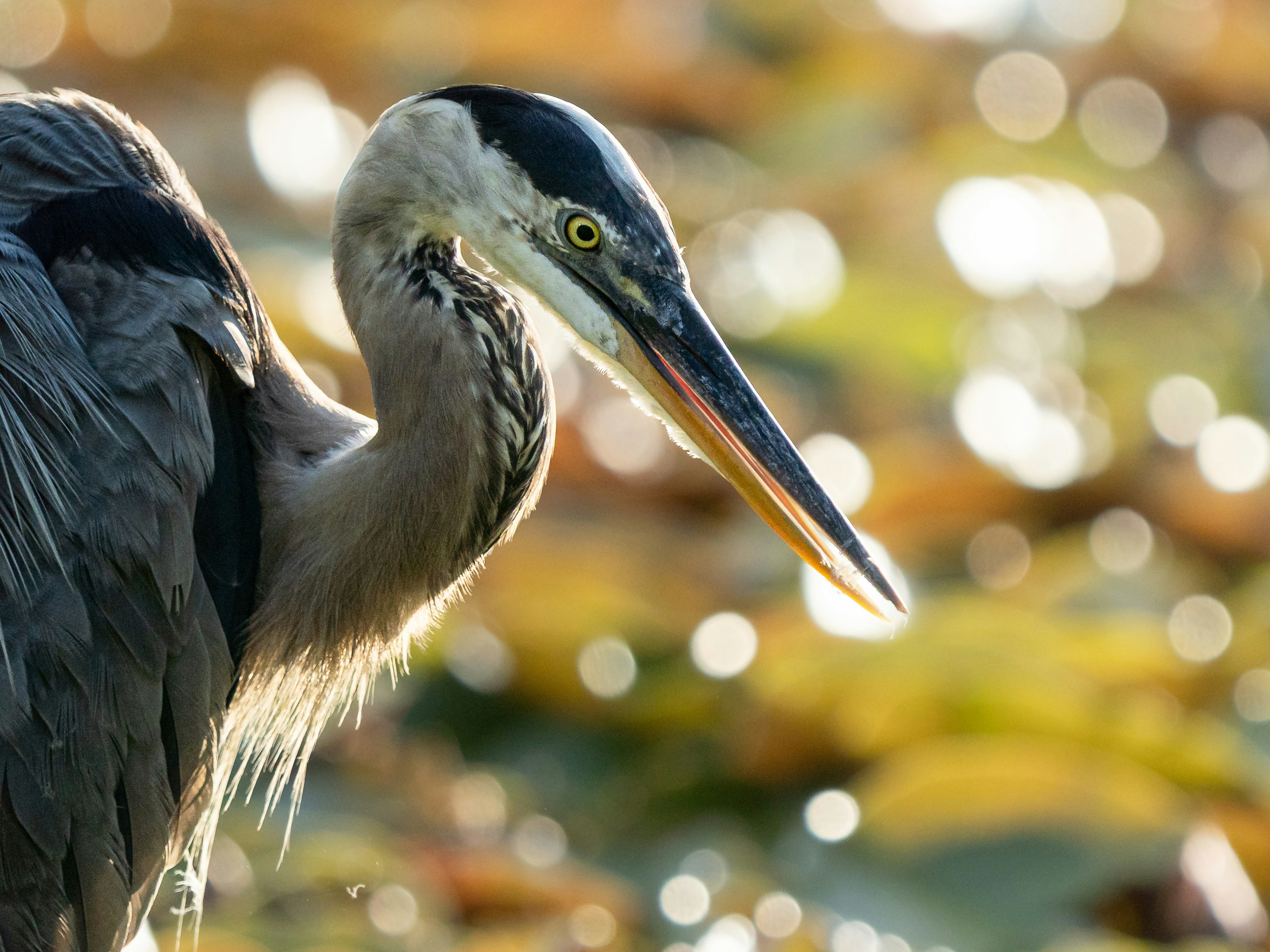 Starlit Gaze: A Heron in Sharp Focus Against Bokeh Pastels