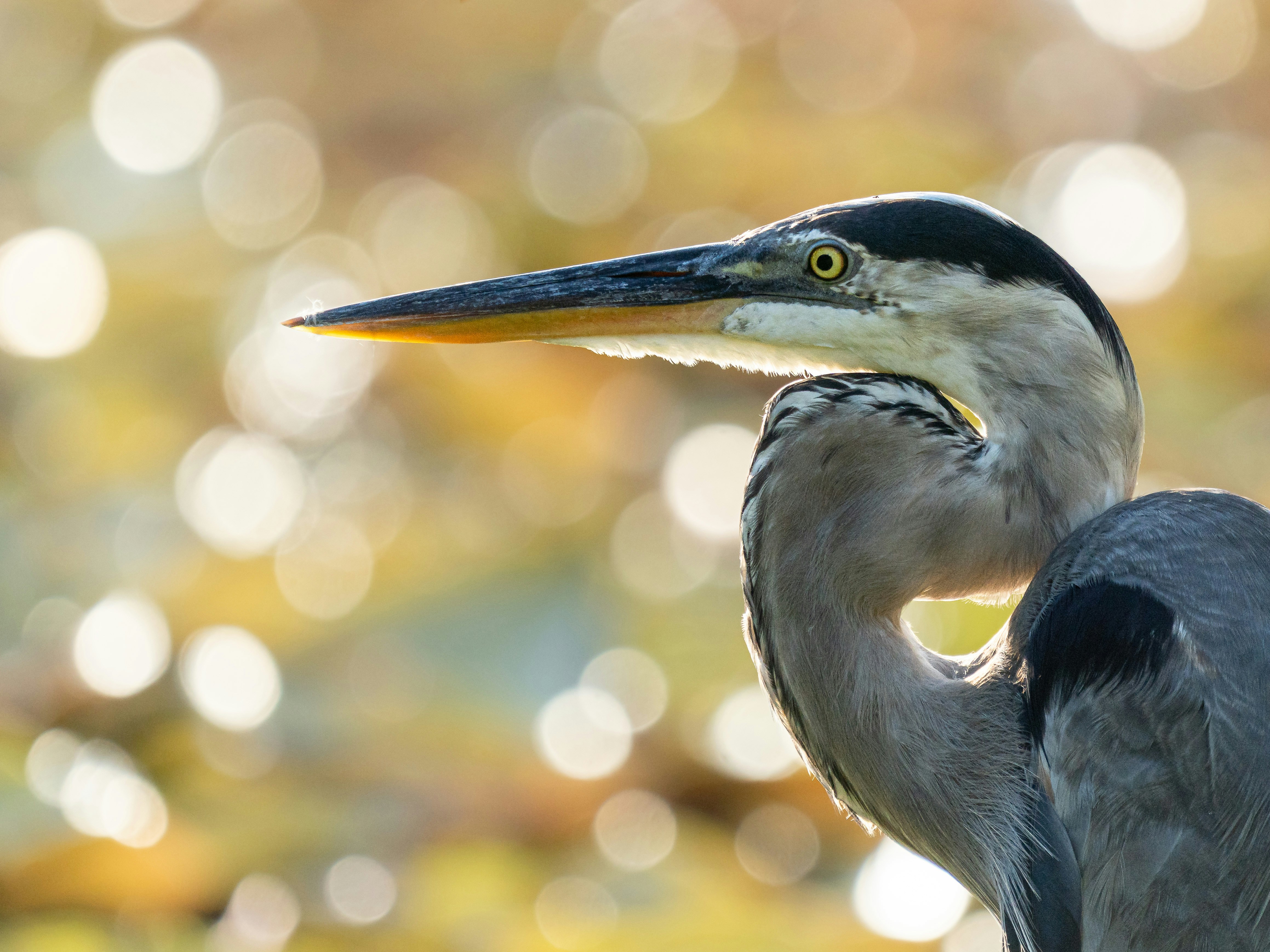 Focused Gaze: A Heron's Quiet Portrait in Warm Bokeh