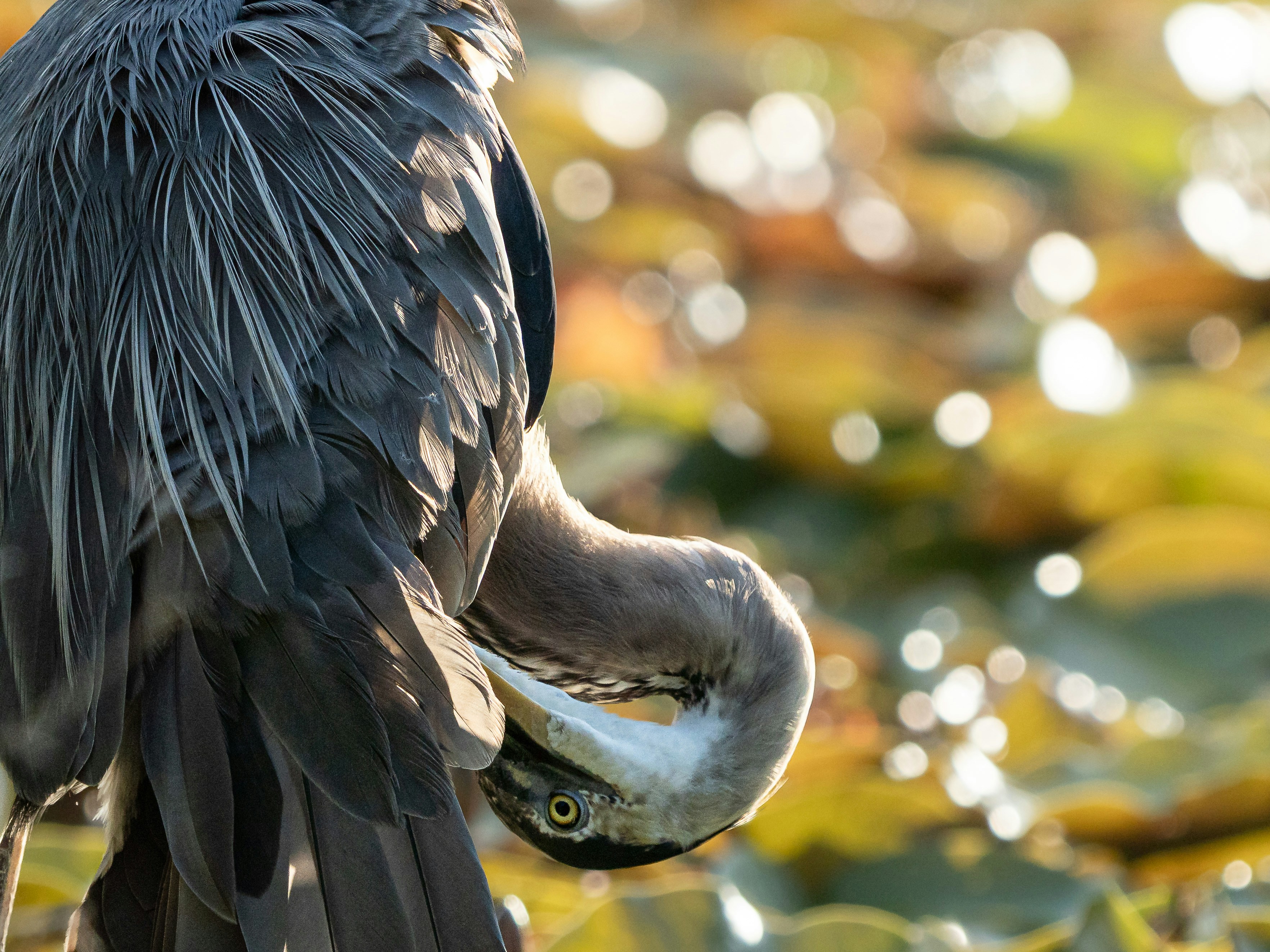 Gull-Headed Beauty: A Vulture's Quiet Moment by the Shore