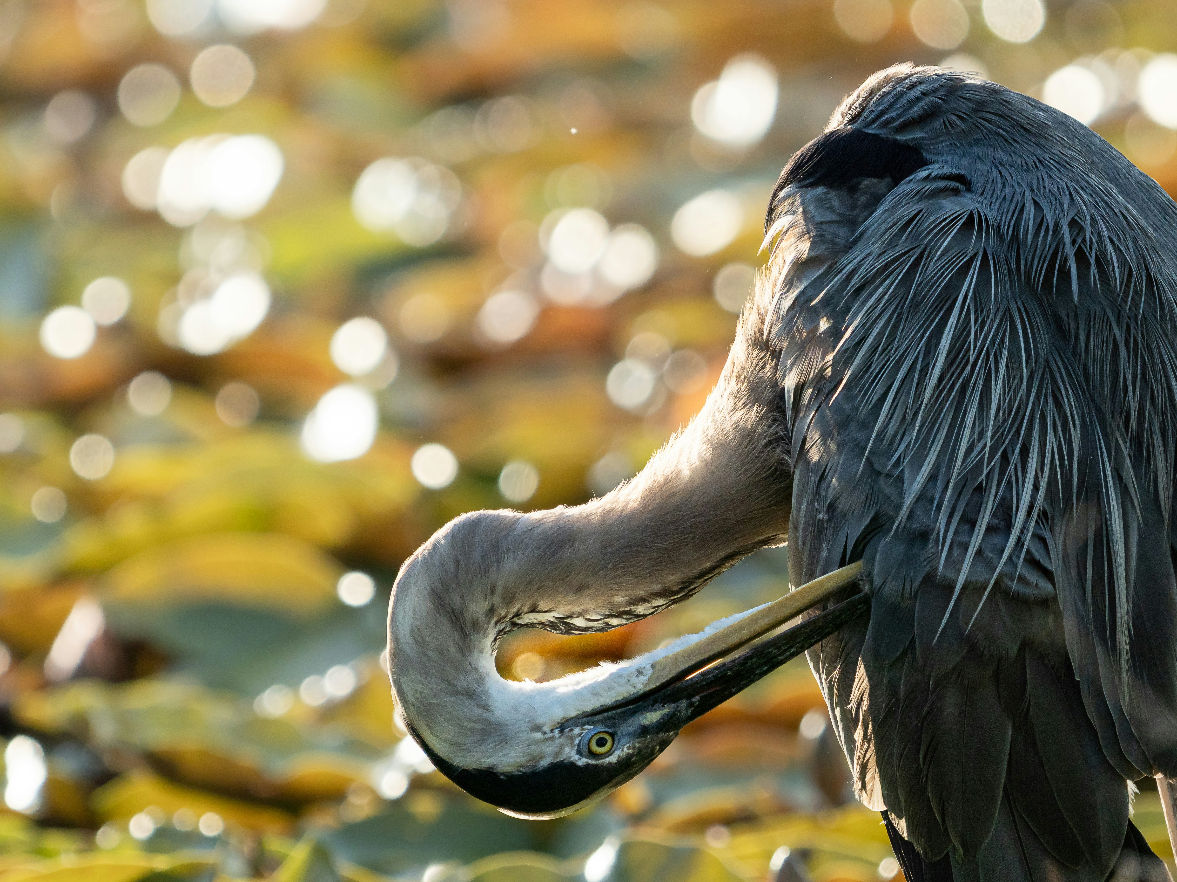 Silent Gaze: A Grey Heron Preens at Dappled Shore