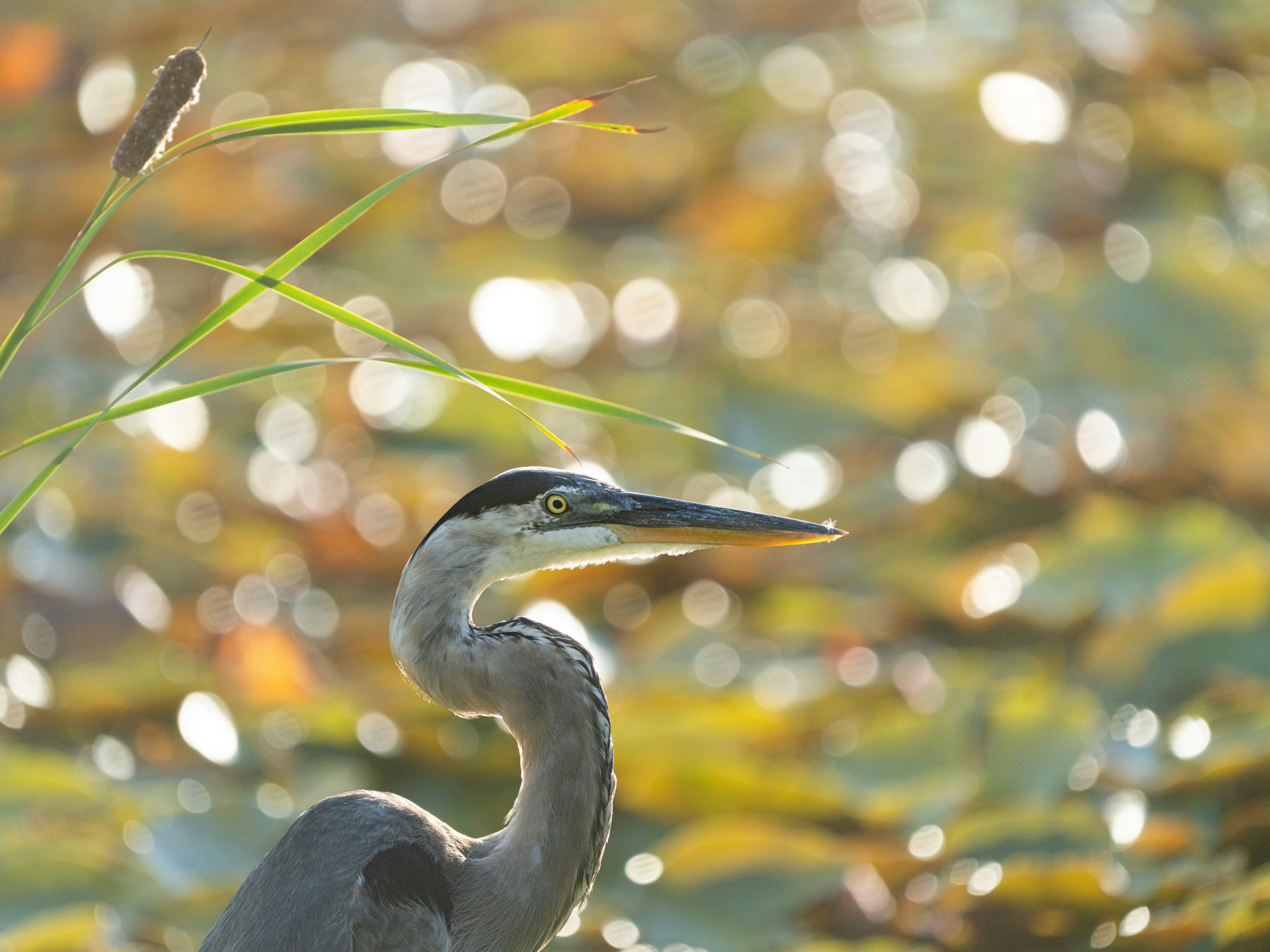 A close portrait of a Great Blue Heron surrounded by warm reflections and soft circular bokeh.