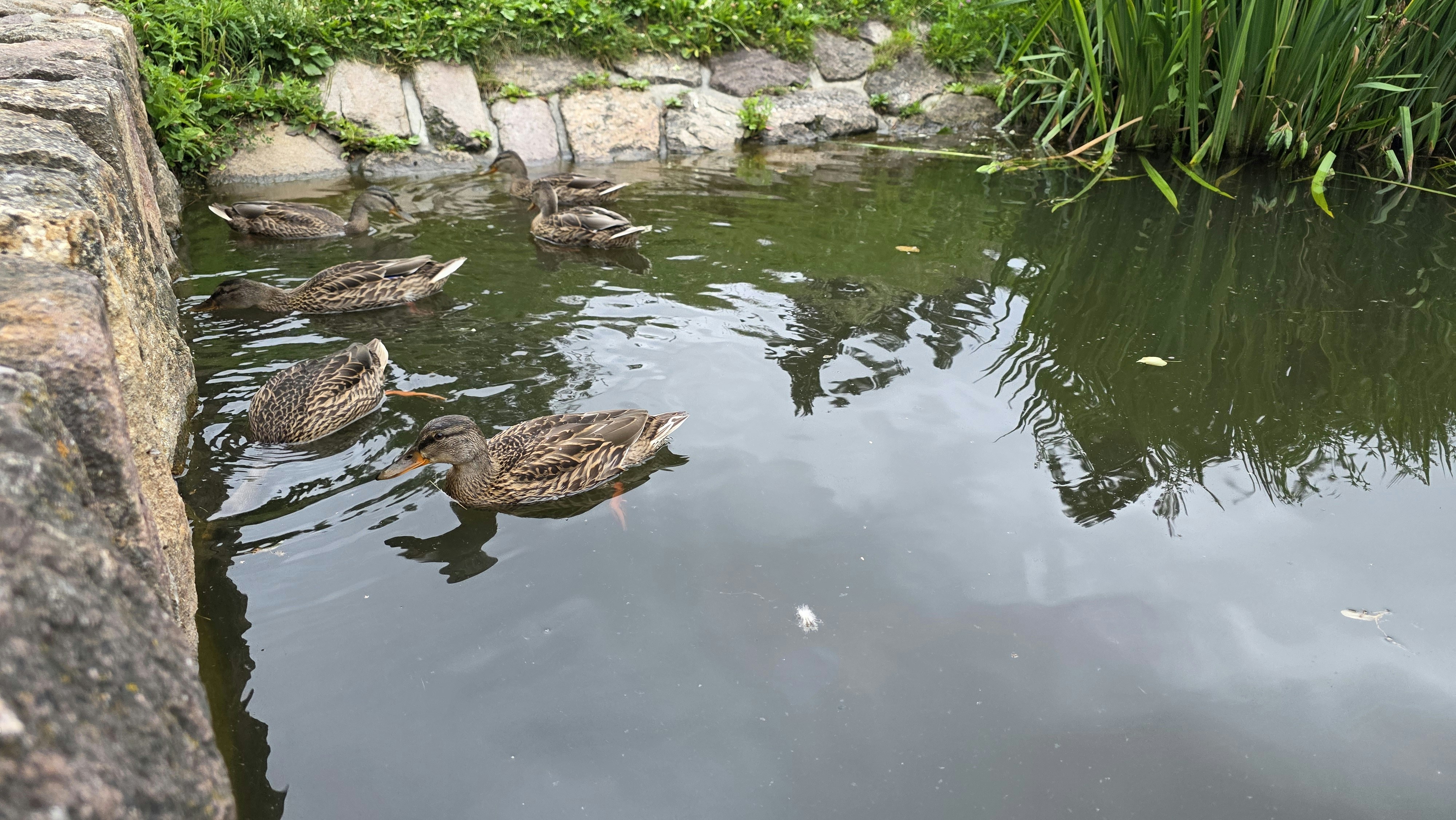 Ducks at the Edge: Quiet Ripples by City Pond