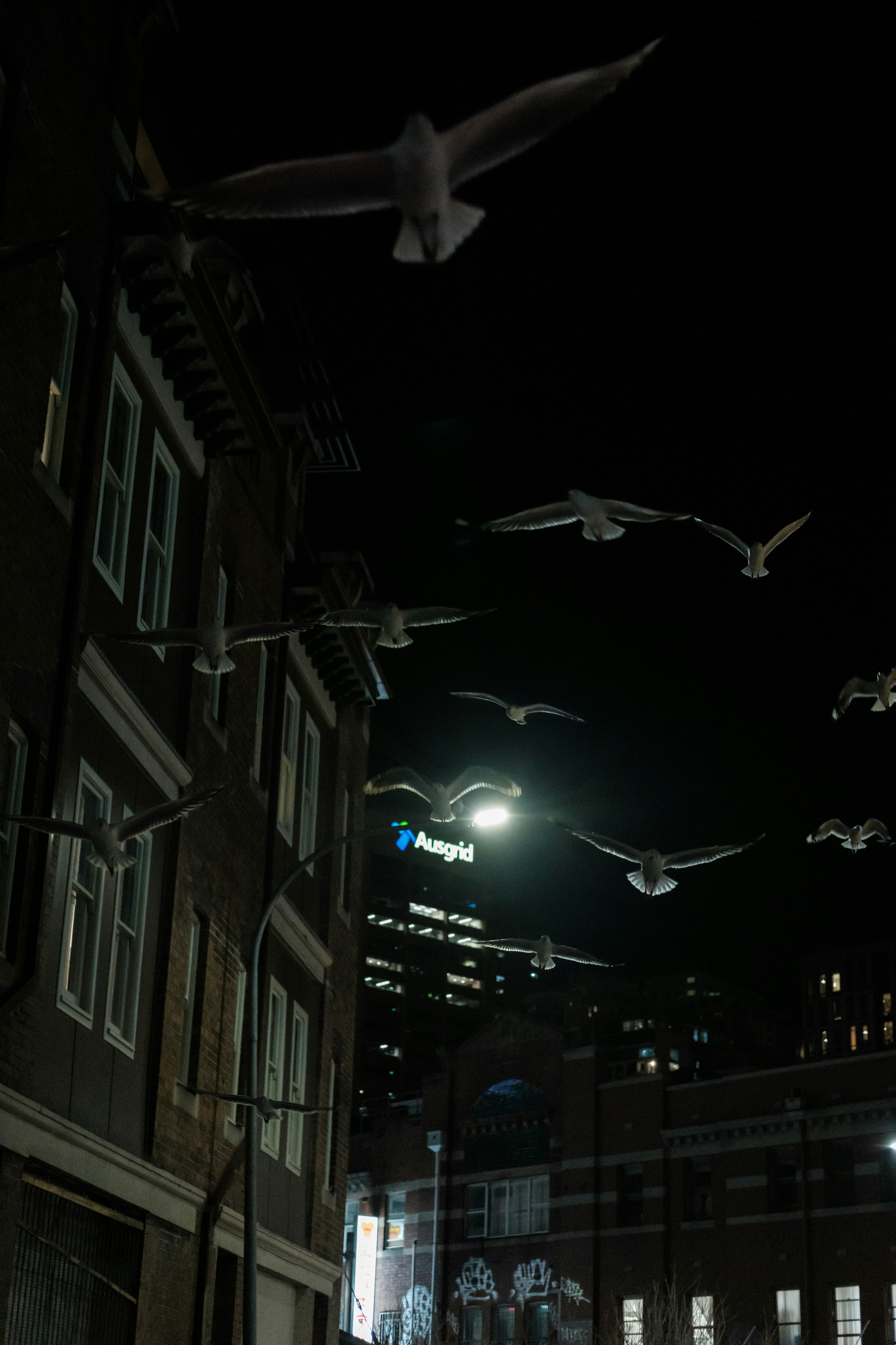 Midnight Flight over Brick and Glass: A Flock in City Lights