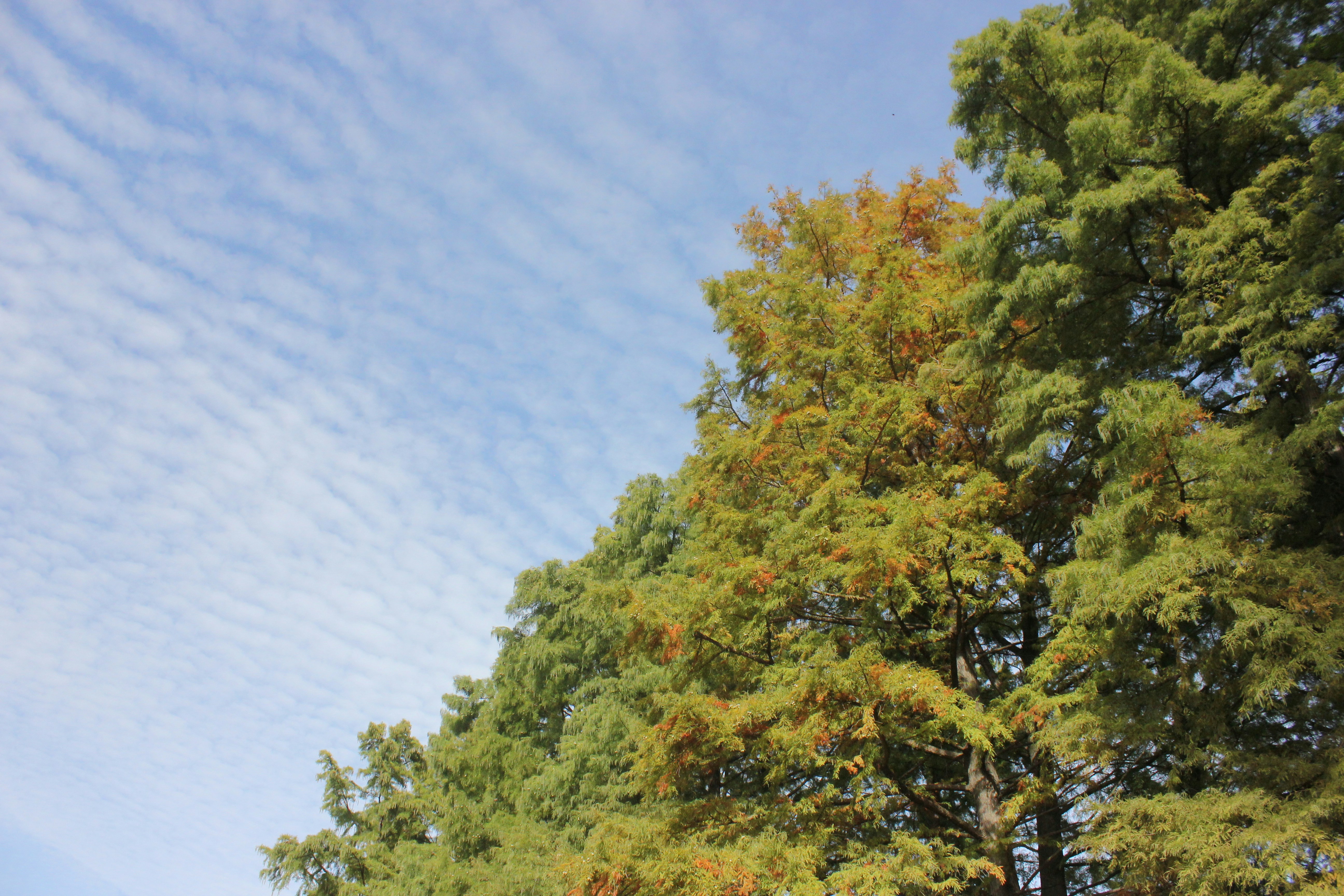 Sunlit Tree Canopy Against a Patchwork Sky